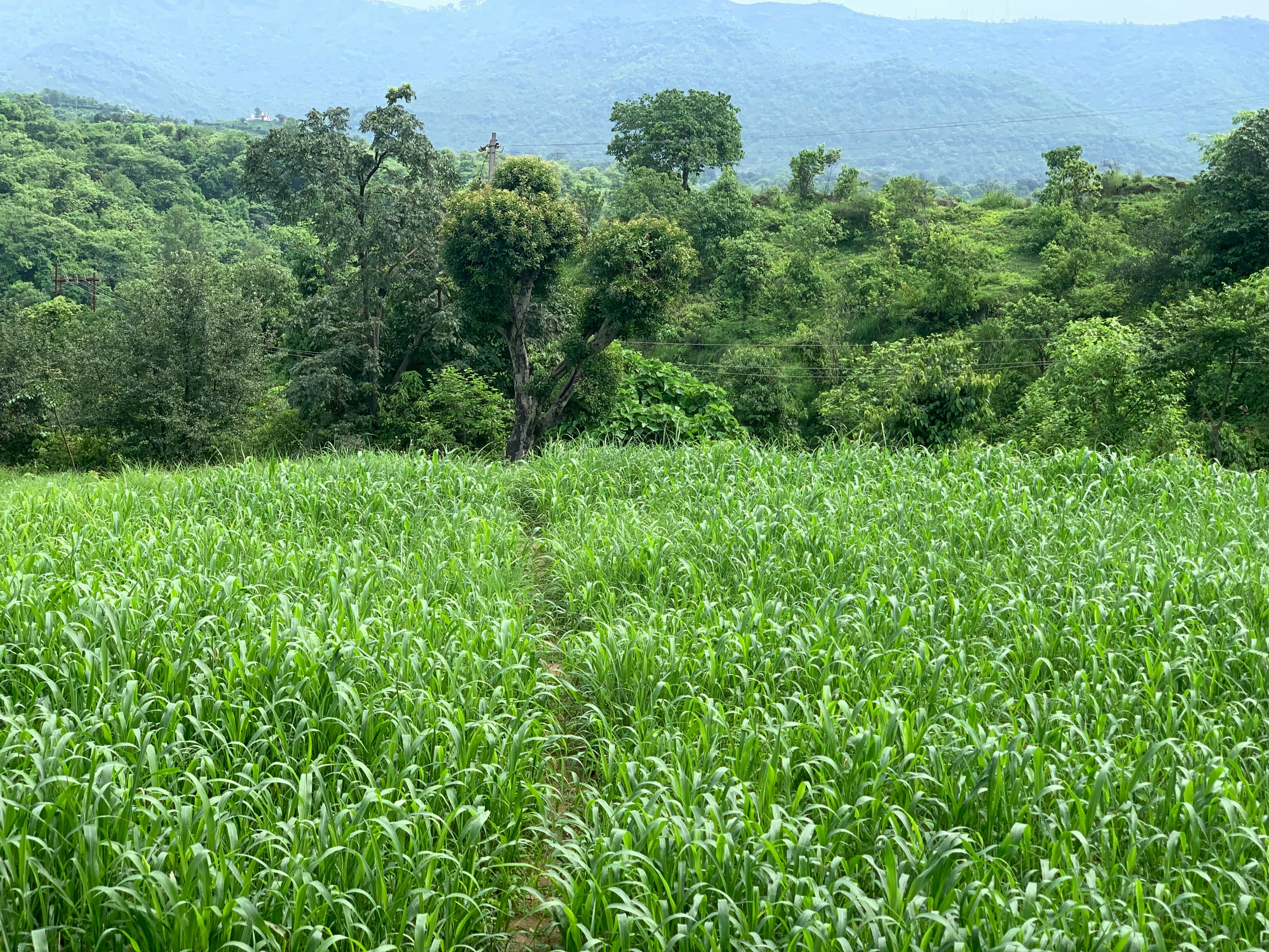 Verdant Pathways Through Lush Terrain