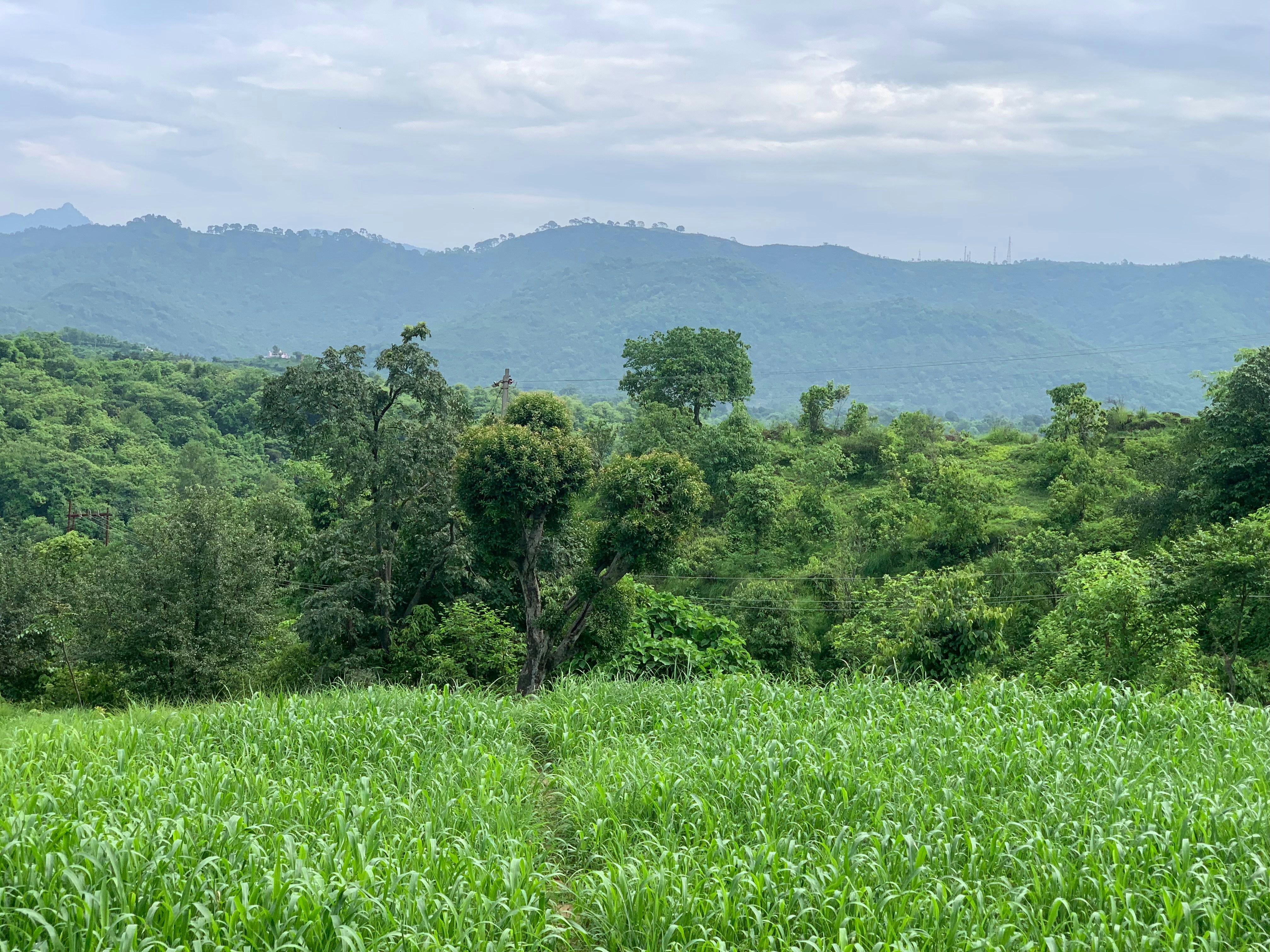 Emerald Tapestry: Nature's Lush Canvas