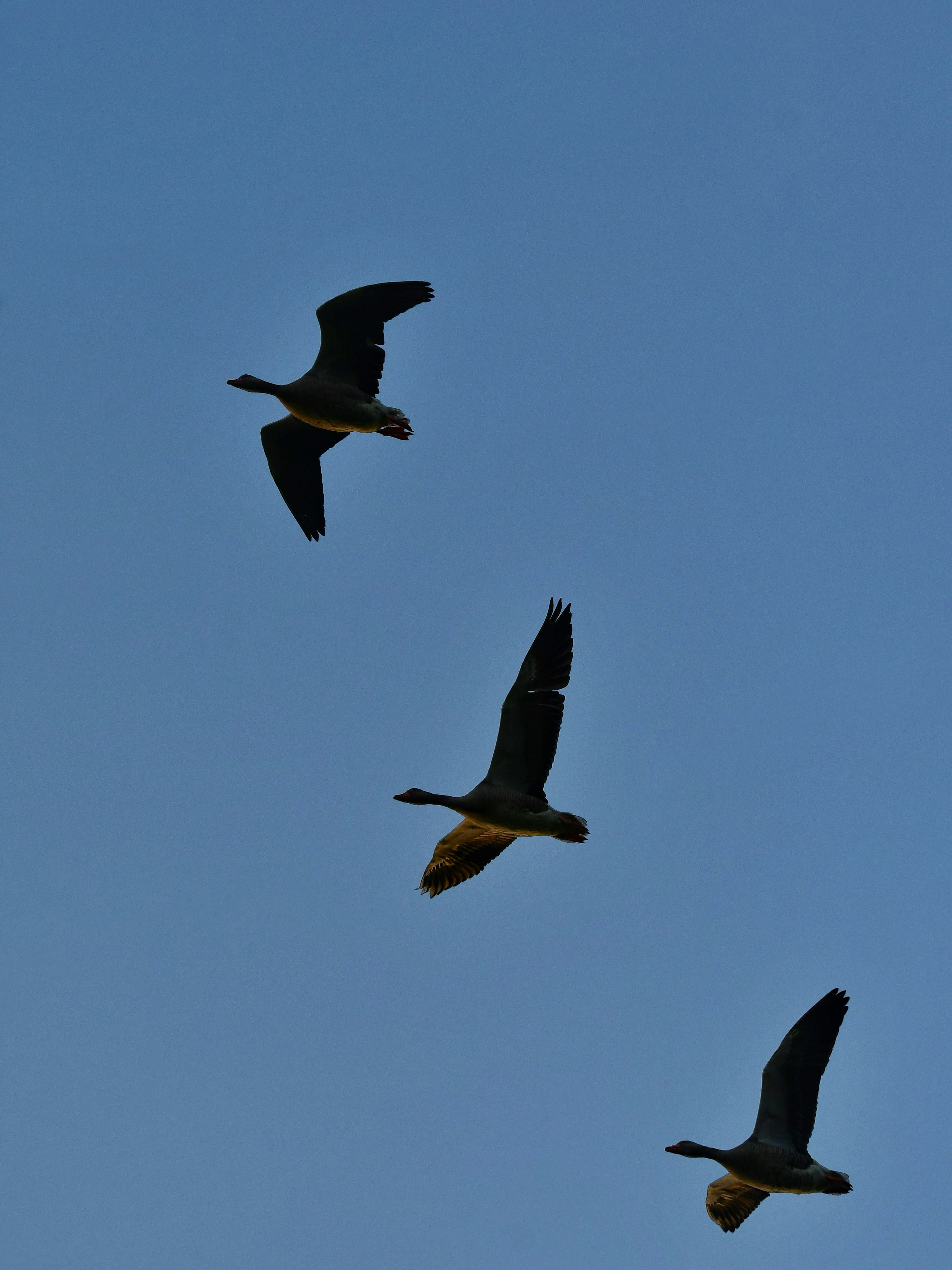 Soaring Harmony: A Dance in the Sky