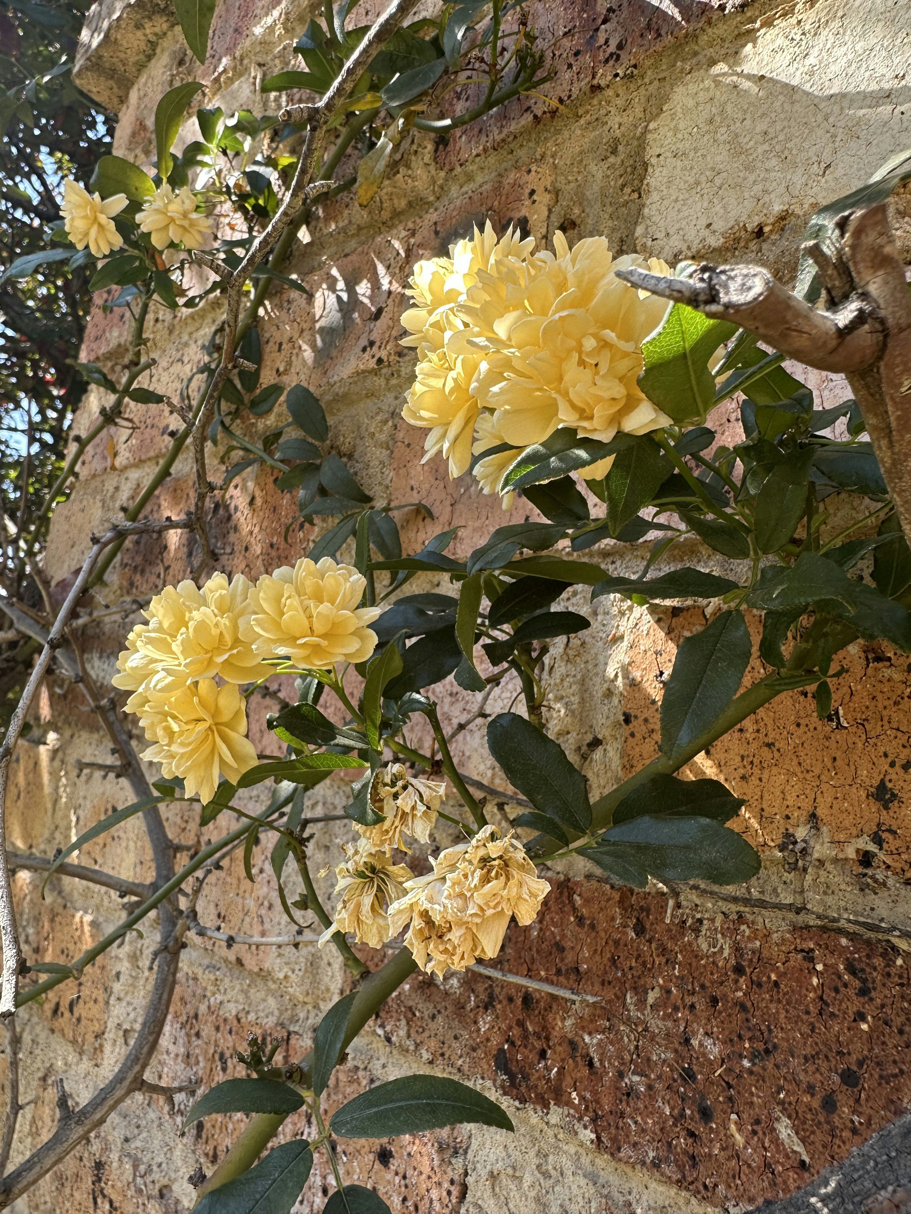 Whispers of Spring: Yellow Blooms Against Rustic Walls