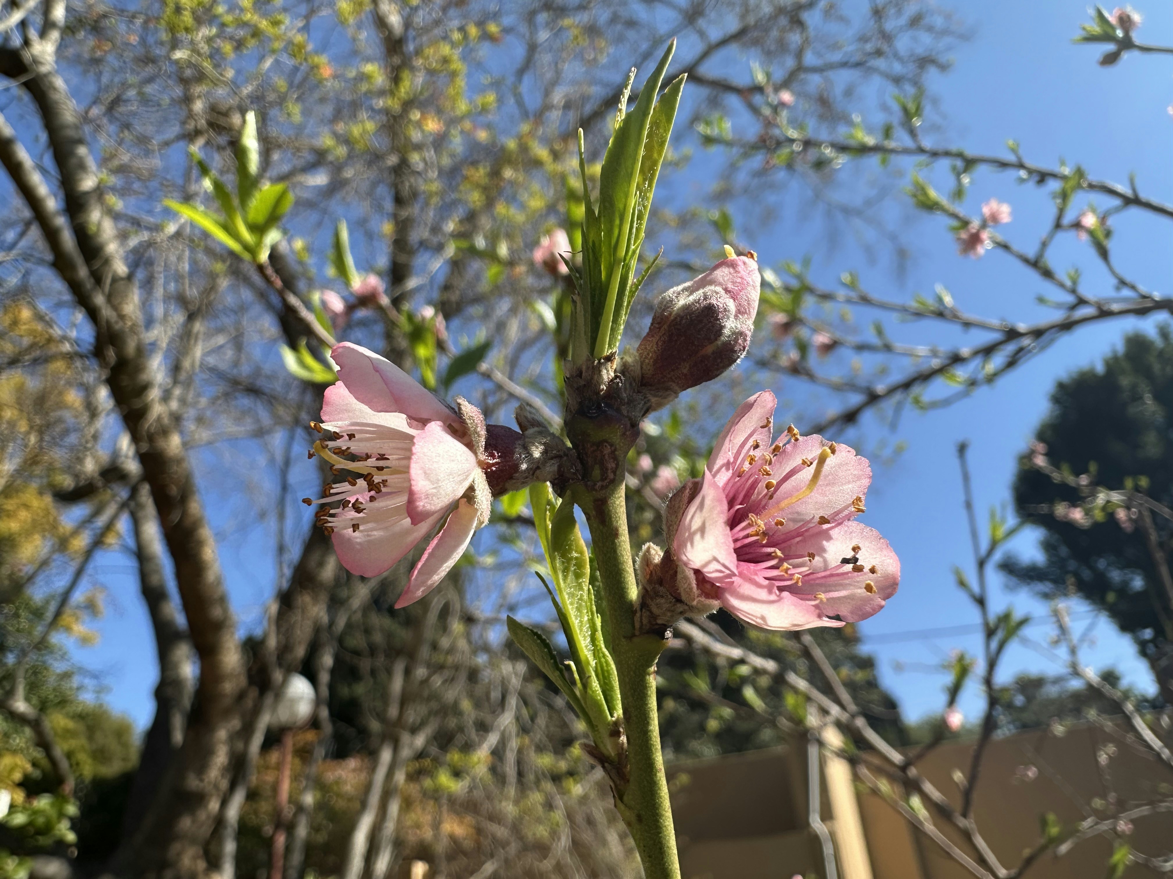 Blossoms in the Embrace of Spring