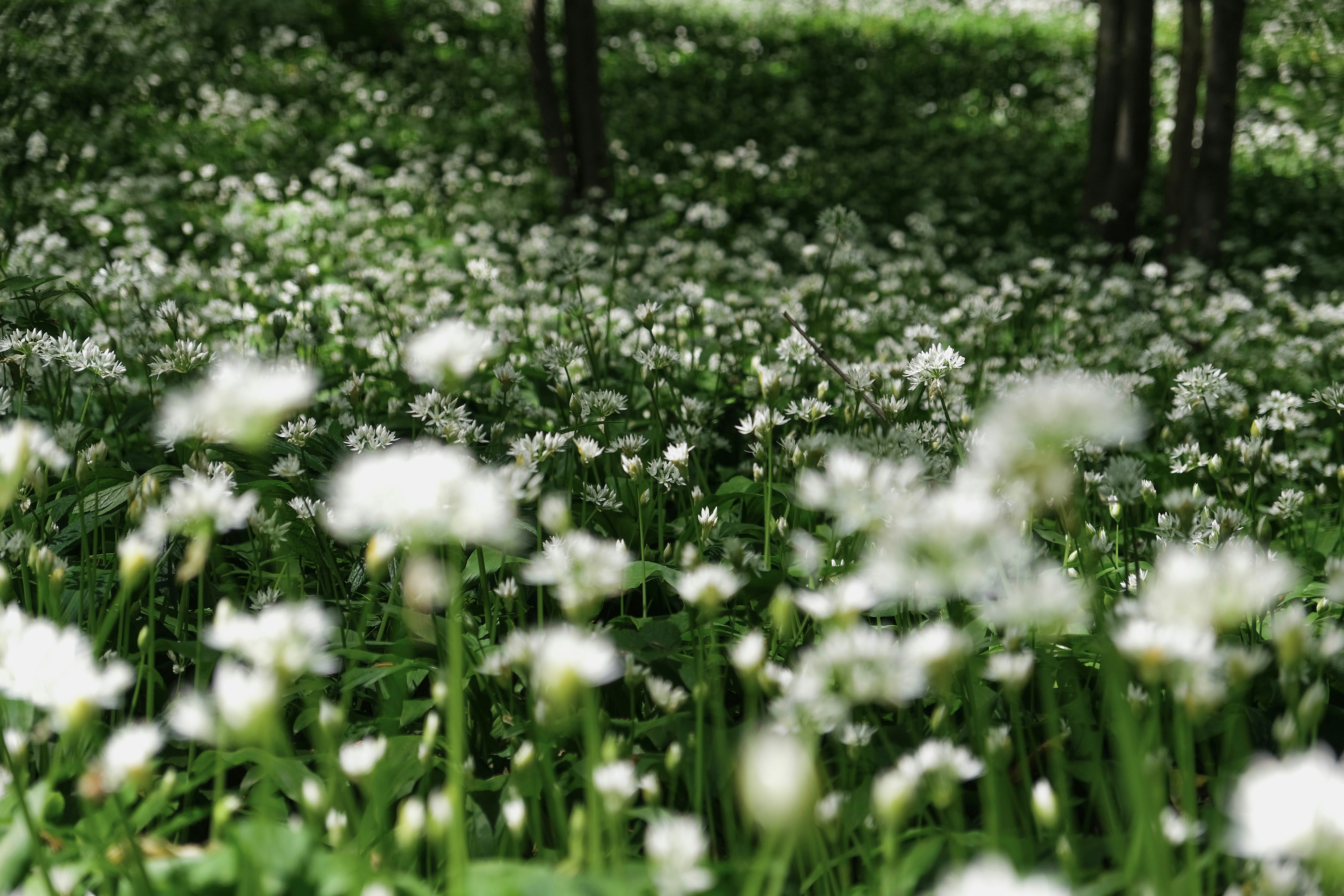 Allium ursinum undergrowth | A field of white flowers blooms under trees.