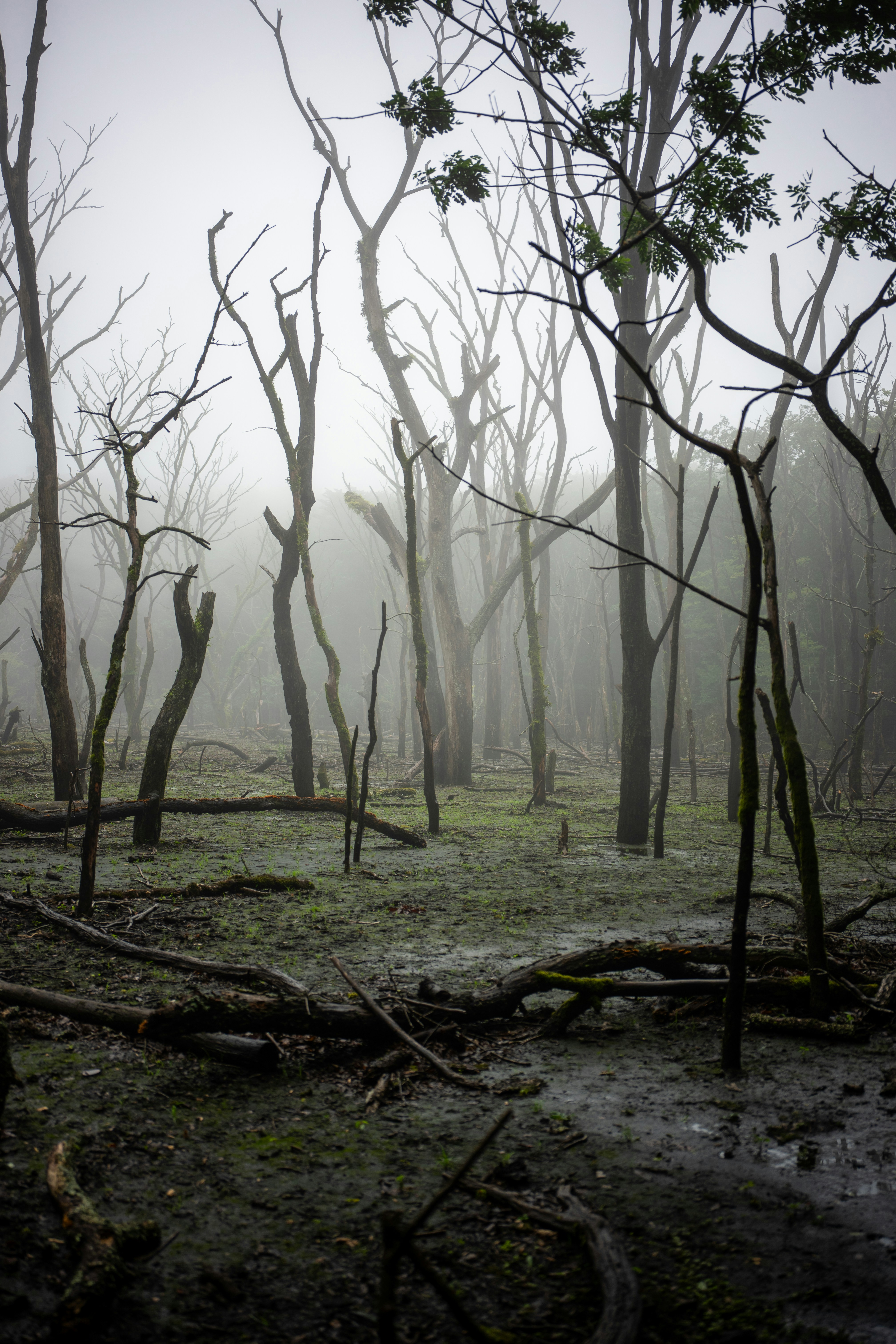 Fog-enshrouded landscape with skeletal trees and moss-covered ground, evoking a sense of mystery and solitude.