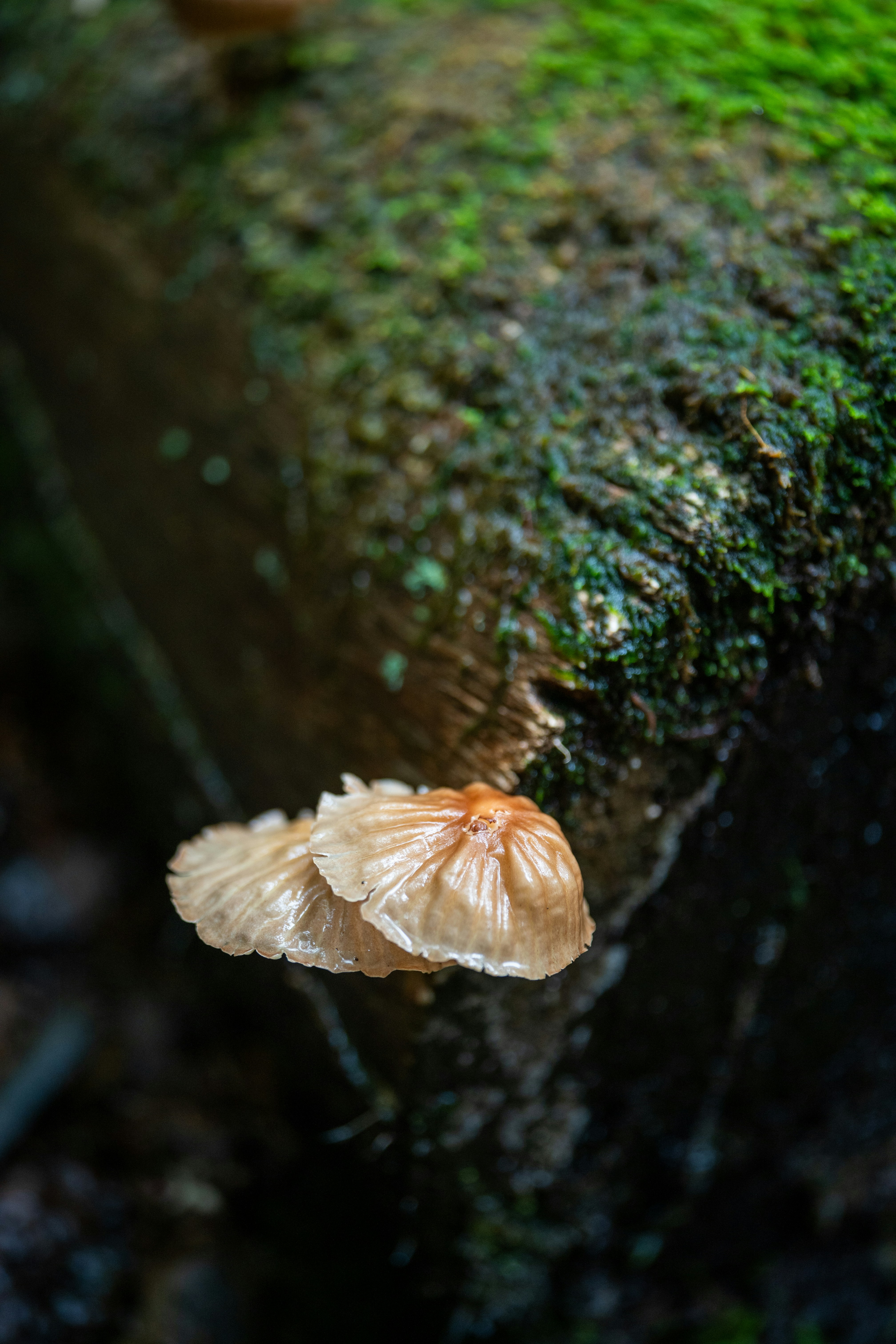 Whispers of the Forest: A Fungal Elegance