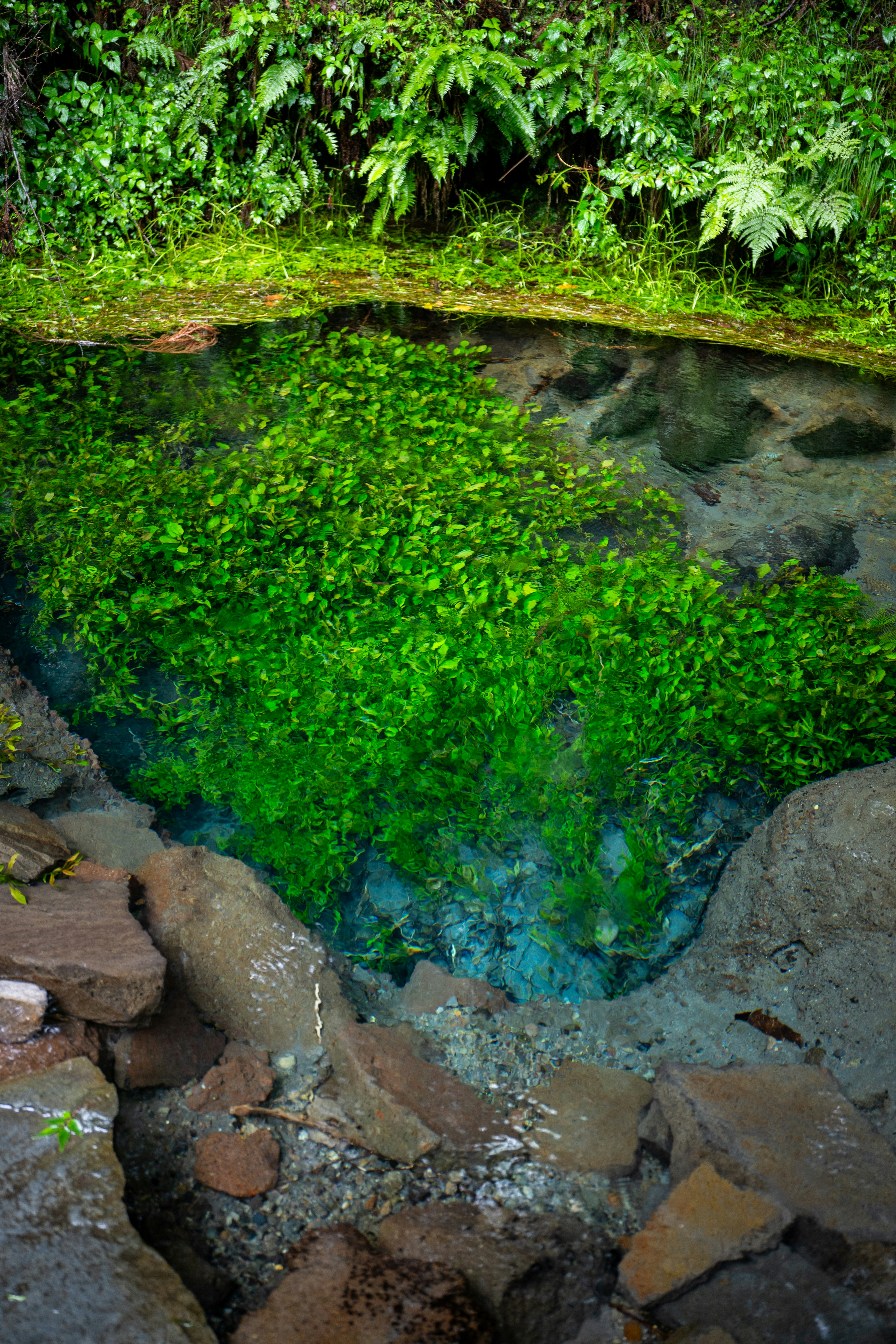 Emerald Oasis: A Hidden Gem in Nature's Embrace