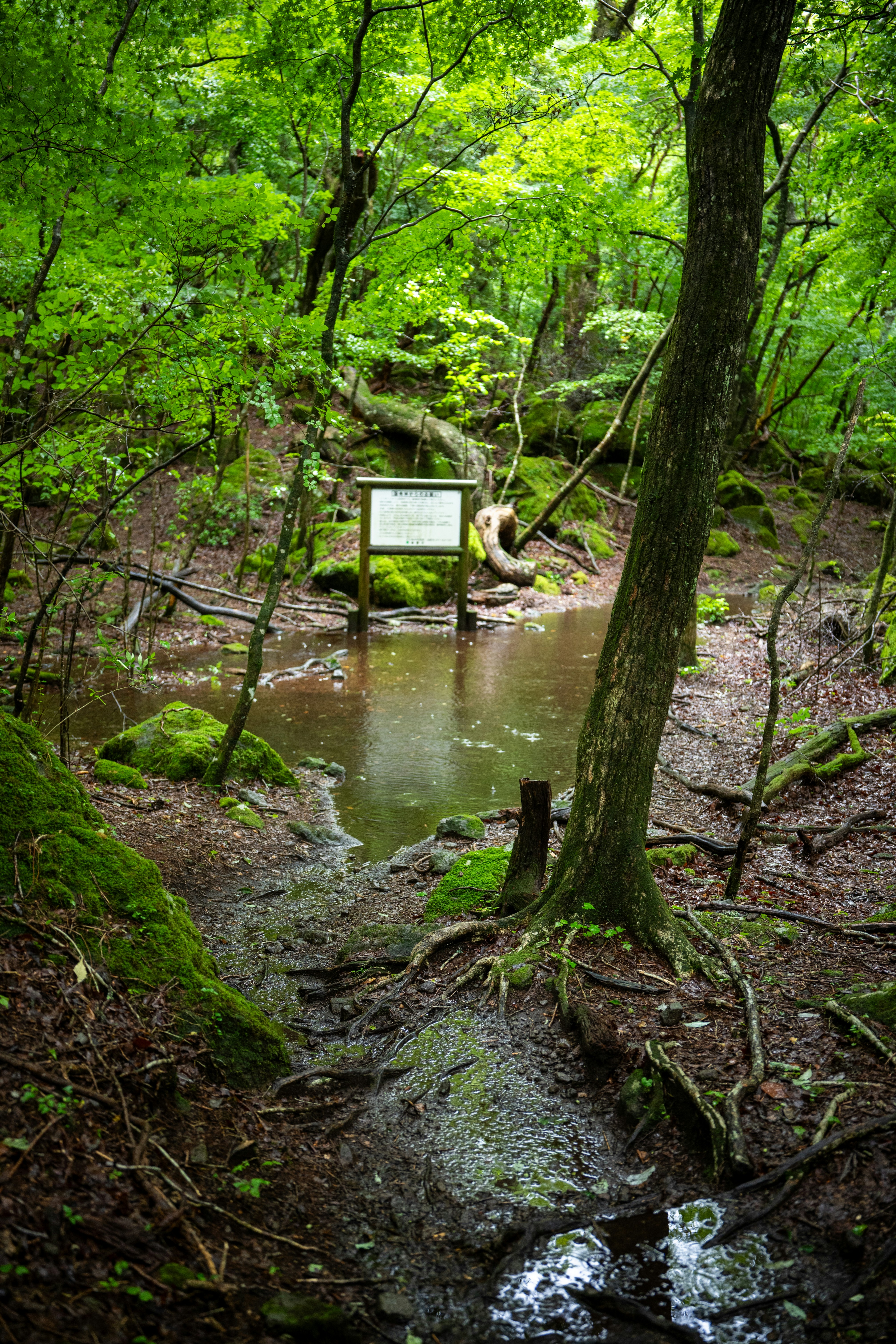 A sign stands beside a watery forest path.