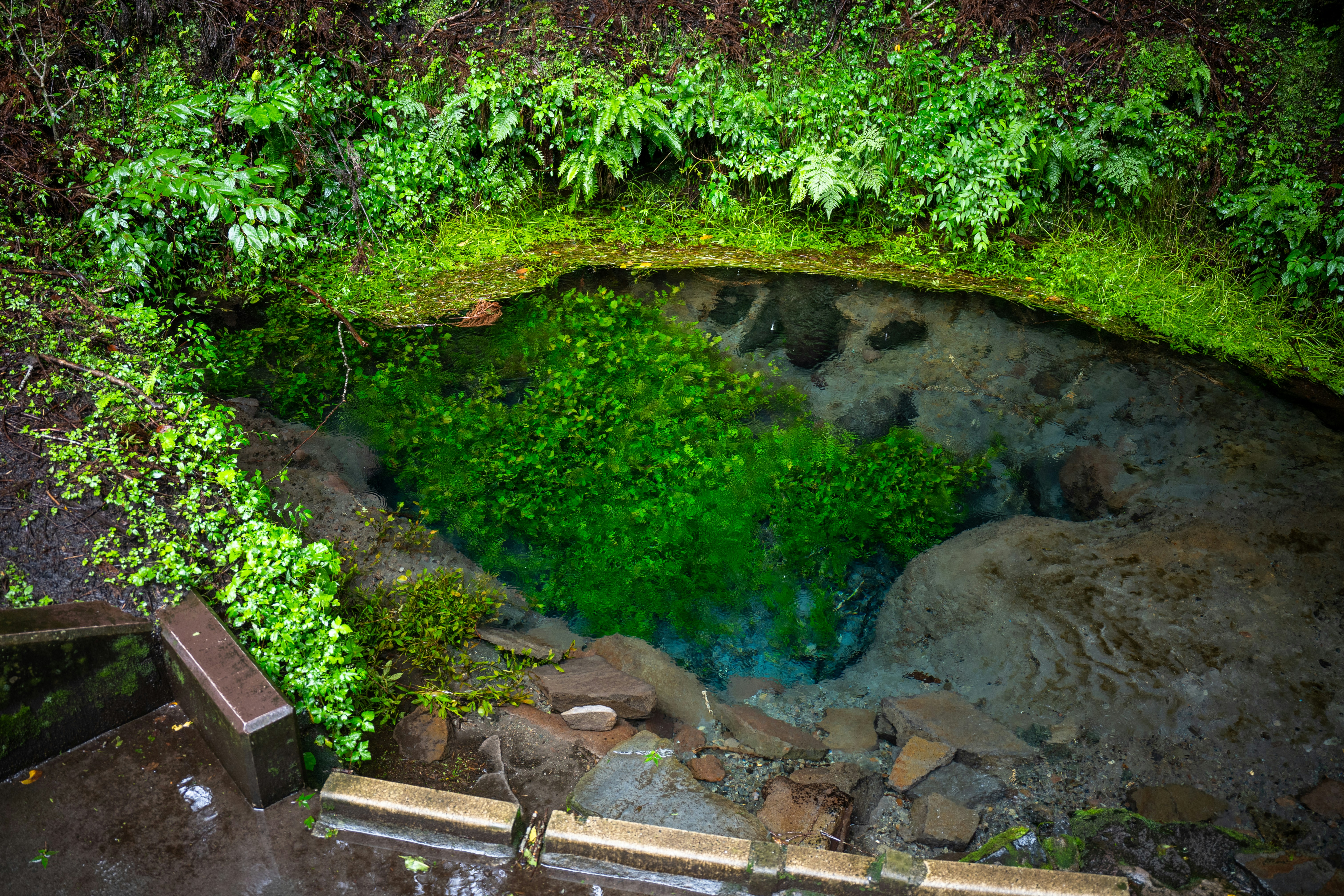 A clear spring flows surrounded by greenery.