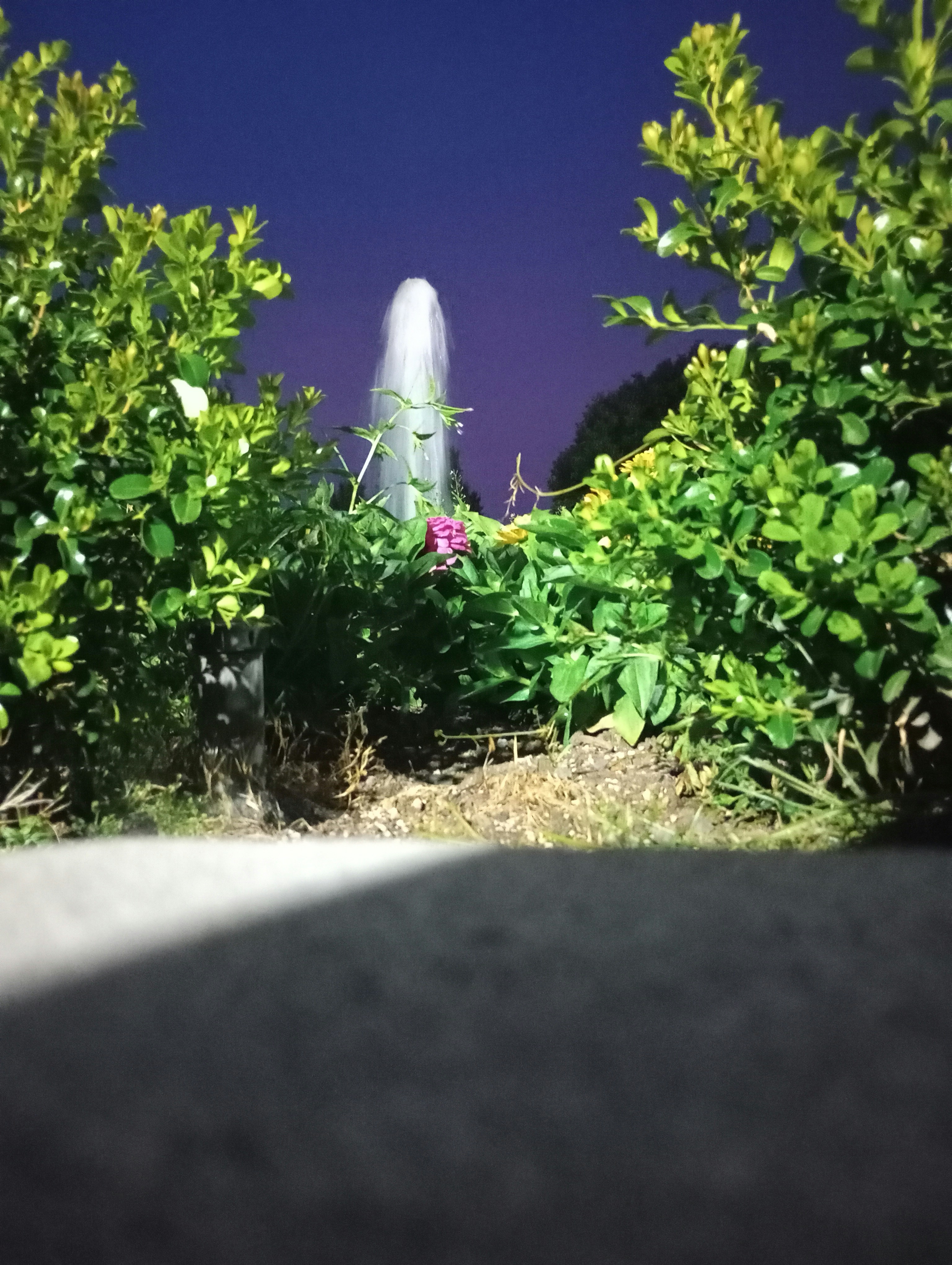 A water fountain amidst lush greenery at night.