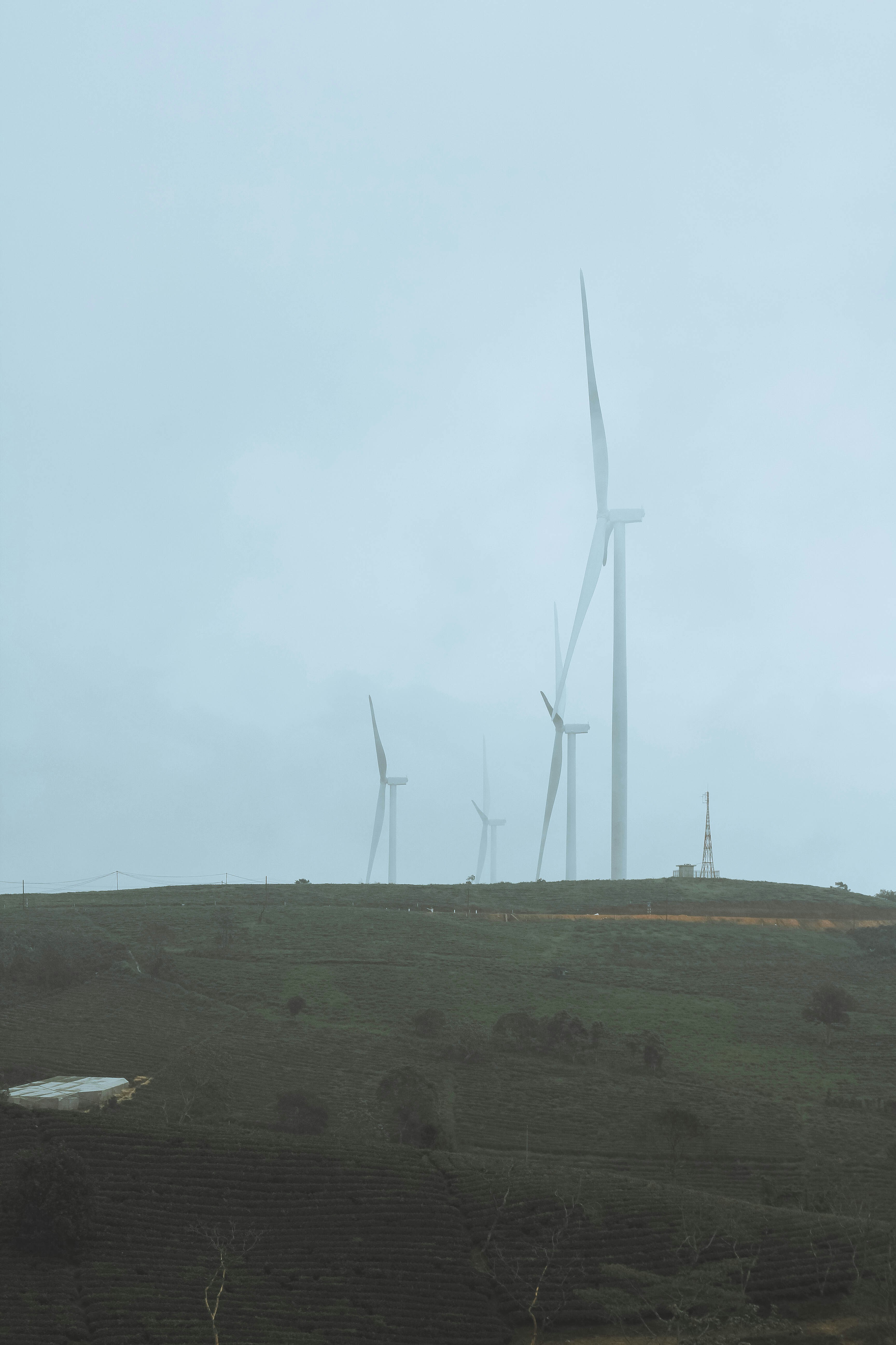 Mist-Laced Giants: Wind Turbines Crown a Quiet Hill
