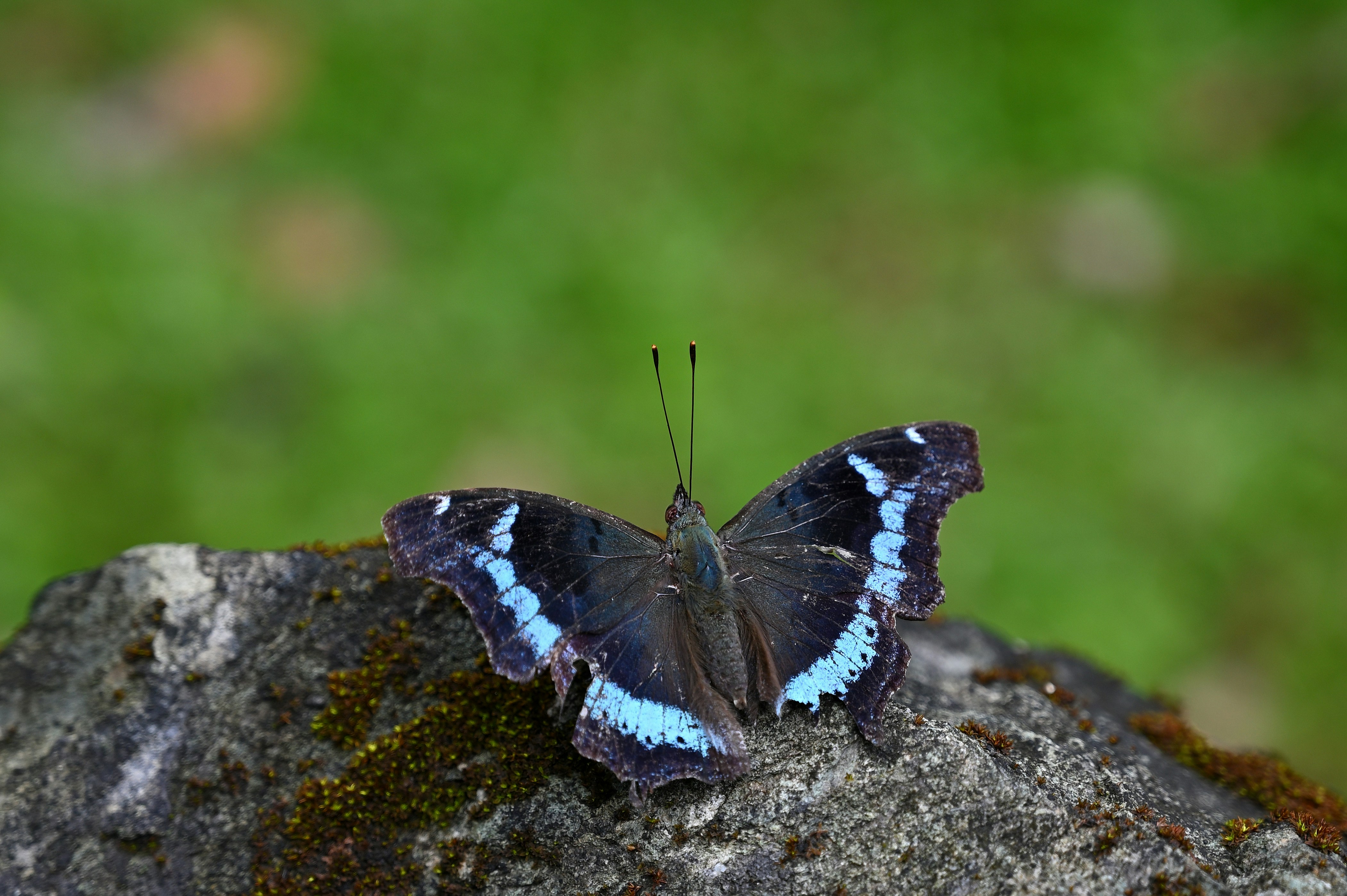 A blue-edged butterfly perched on a moss-covered rock, showcasing its intricate wing patterns against a blurred green background.