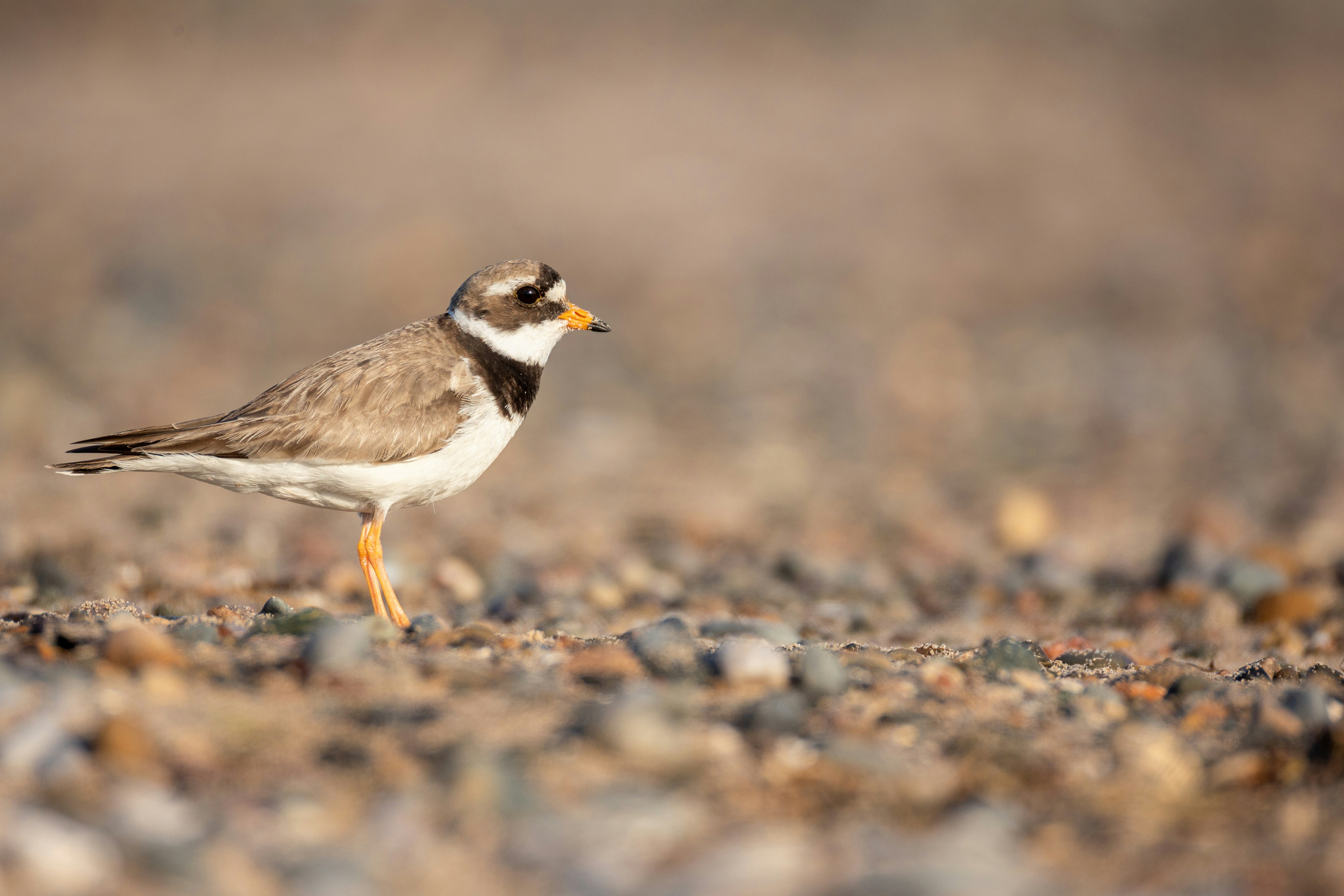 Ringed plover on the lookout | A plover bird stands on a rocky beach.