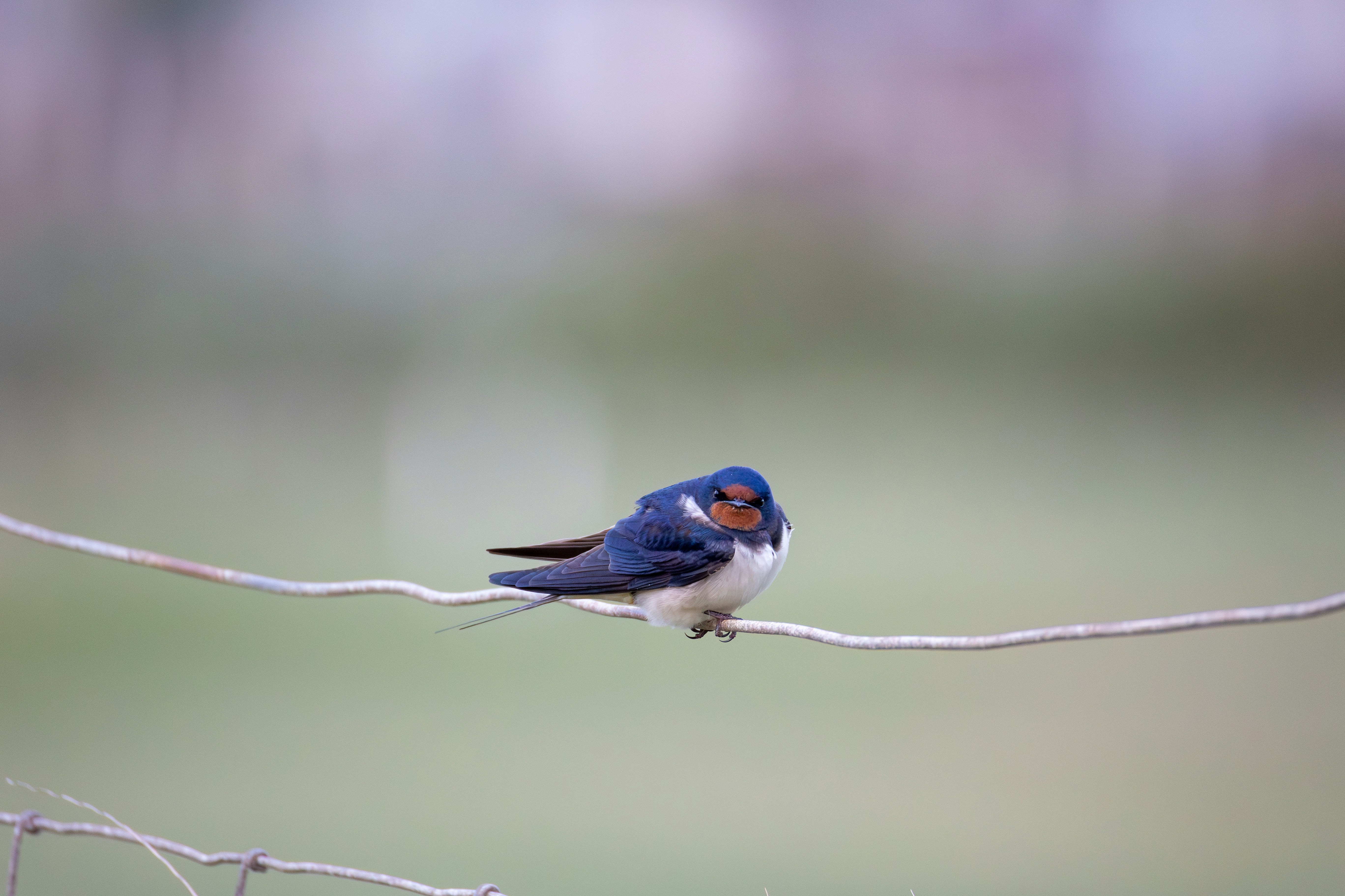 Angry birds - swallow | A swallow perches on a wire, looking at the camera.