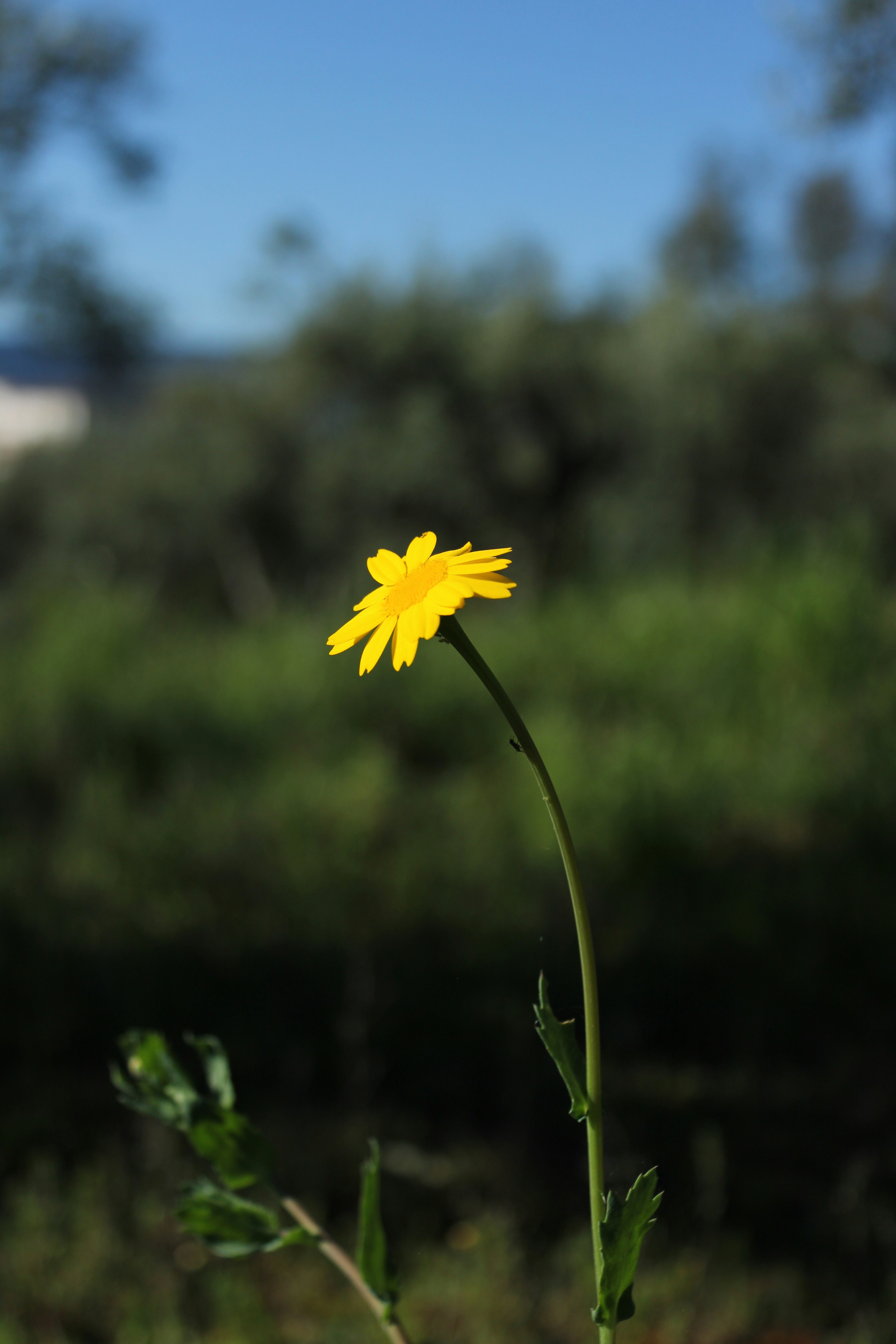 Solitary Bloom Against a Verdant Backdrop