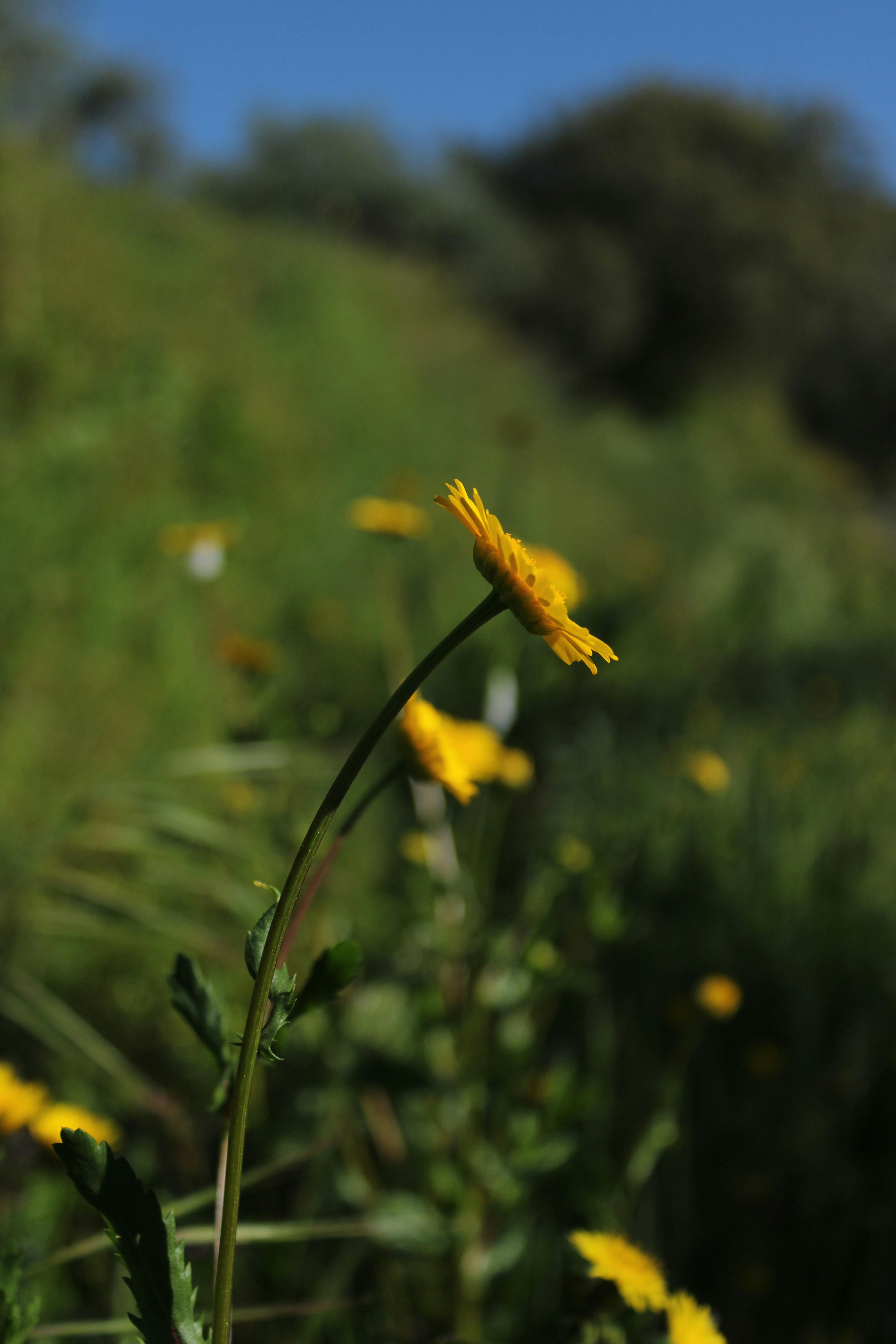 Whispers of Sunshine: A Yellow Flower's Dance