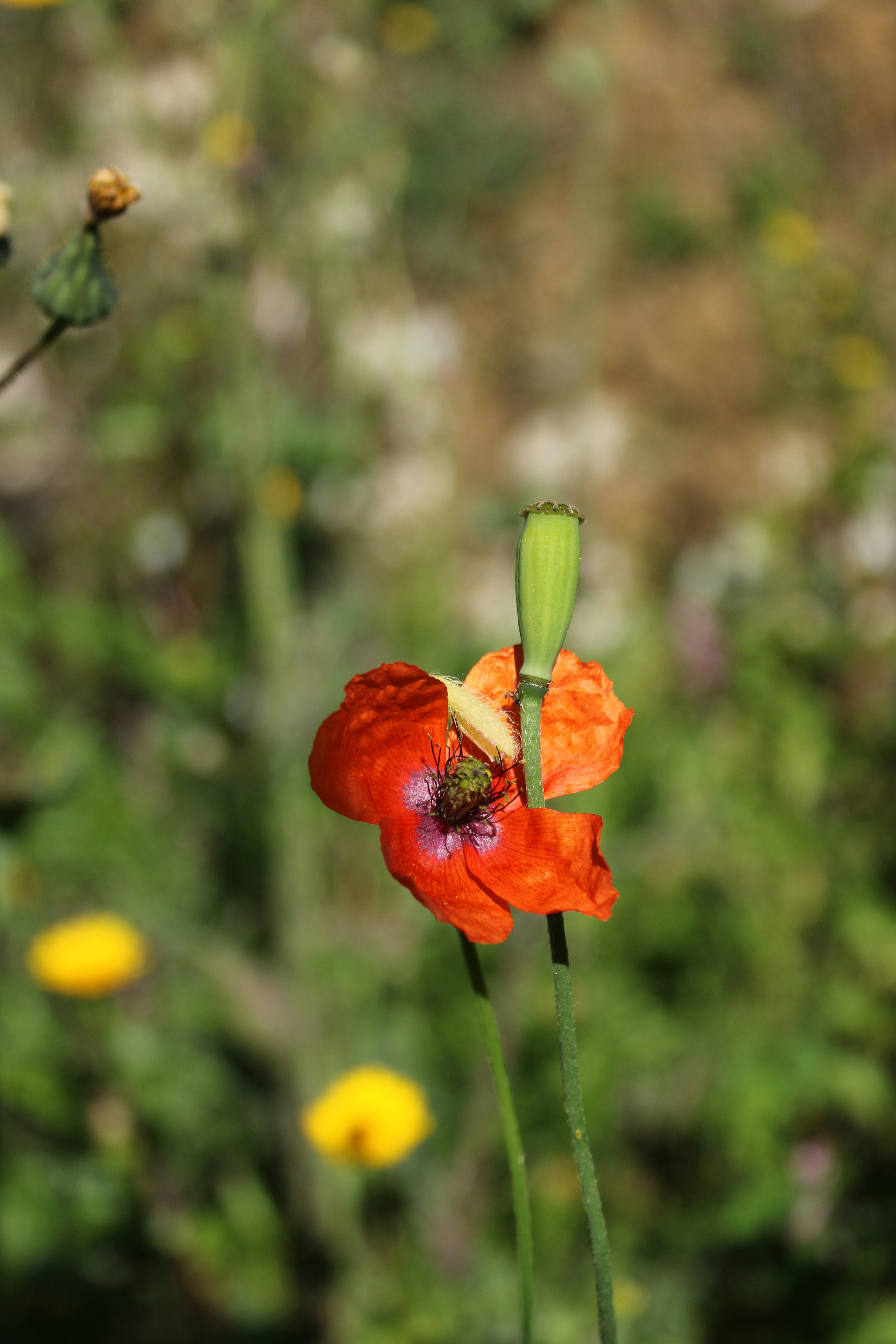 Crimson Elegance Amidst Nature's Palette