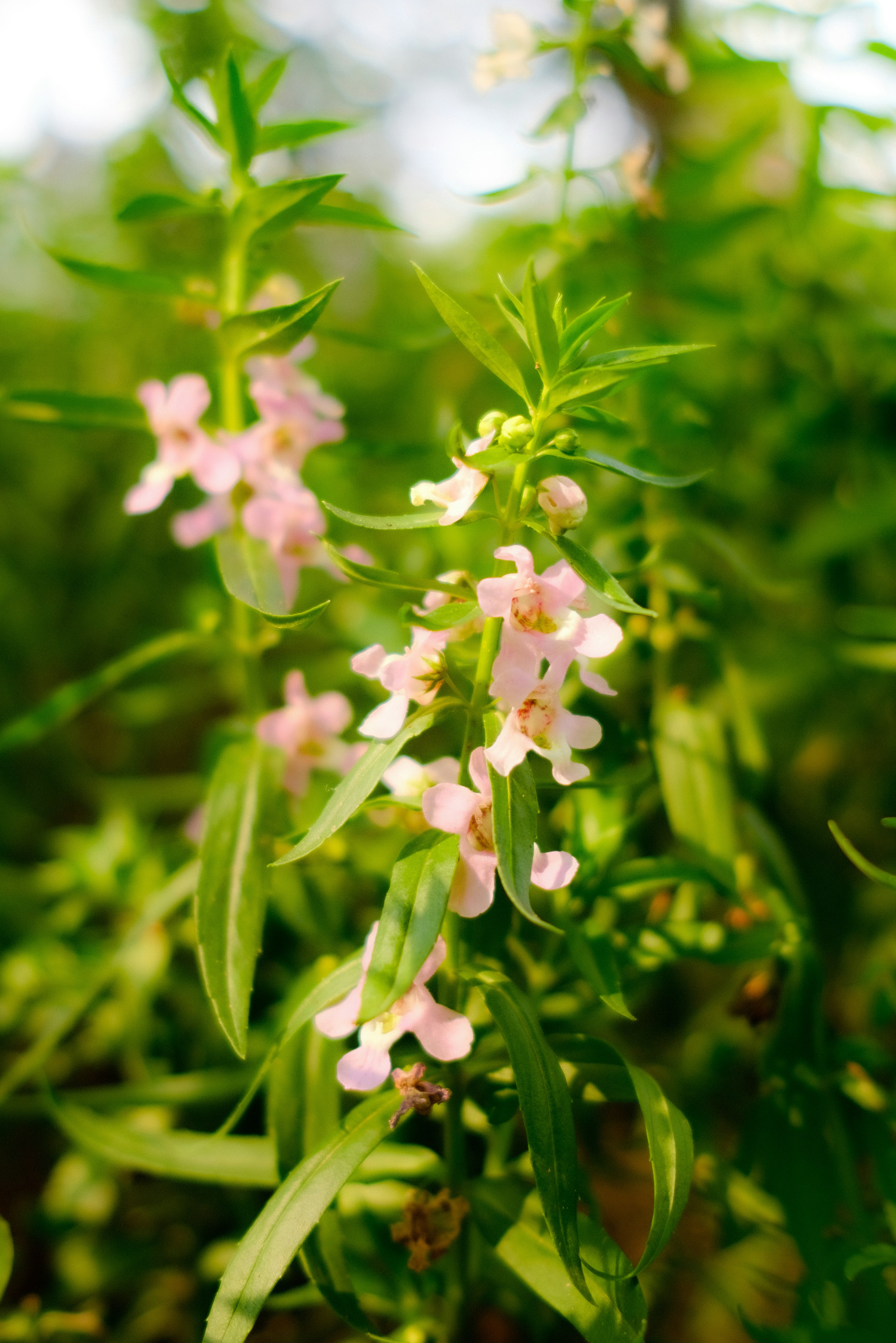 Whispers of Spring: Delicate Blooms Amidst Lush Greenery