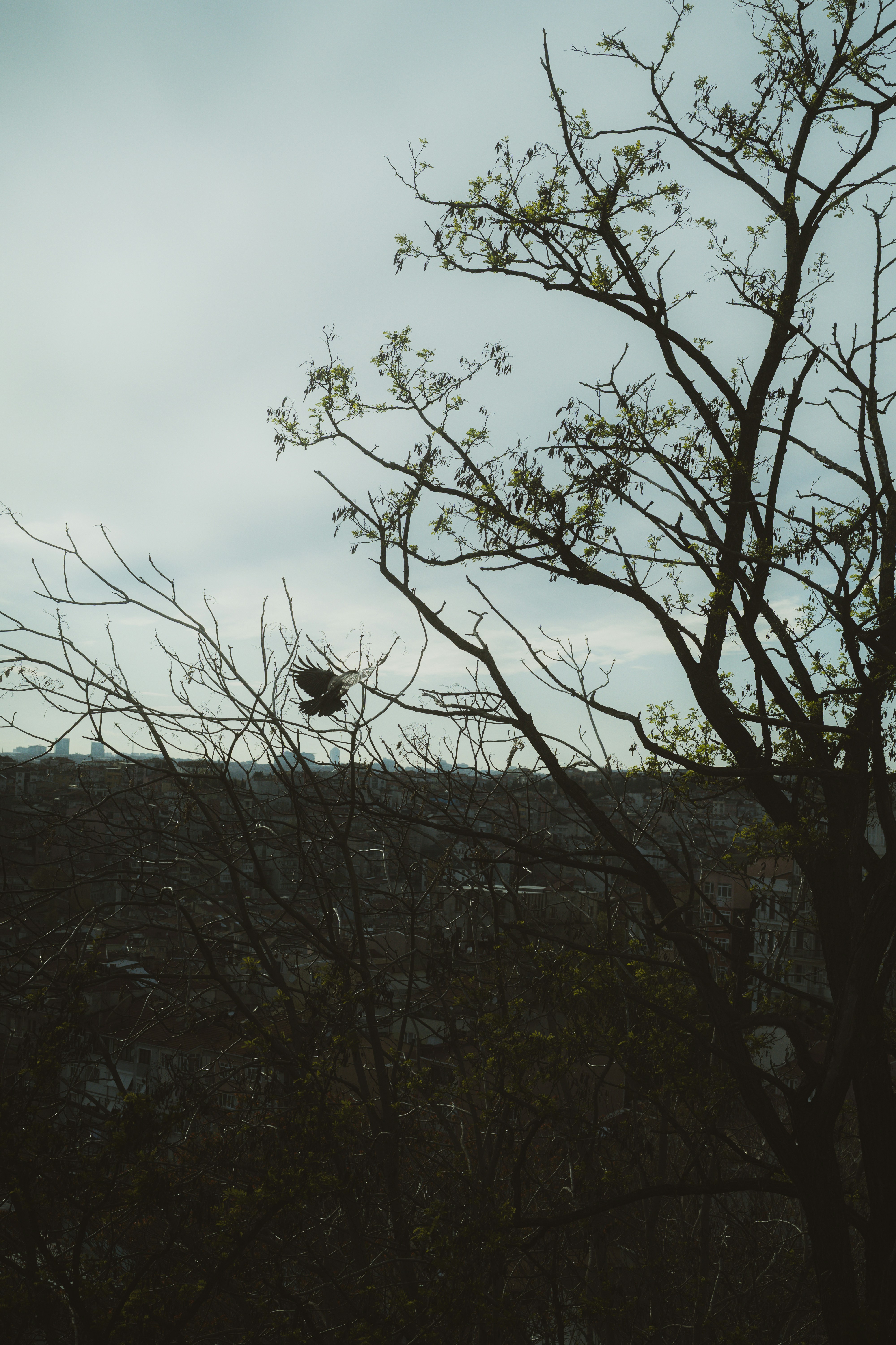 Silhouetted branches frame a distant cityscape, capturing the contrast between nature and urban life. A solitary nest hangs delicately among the twigs.