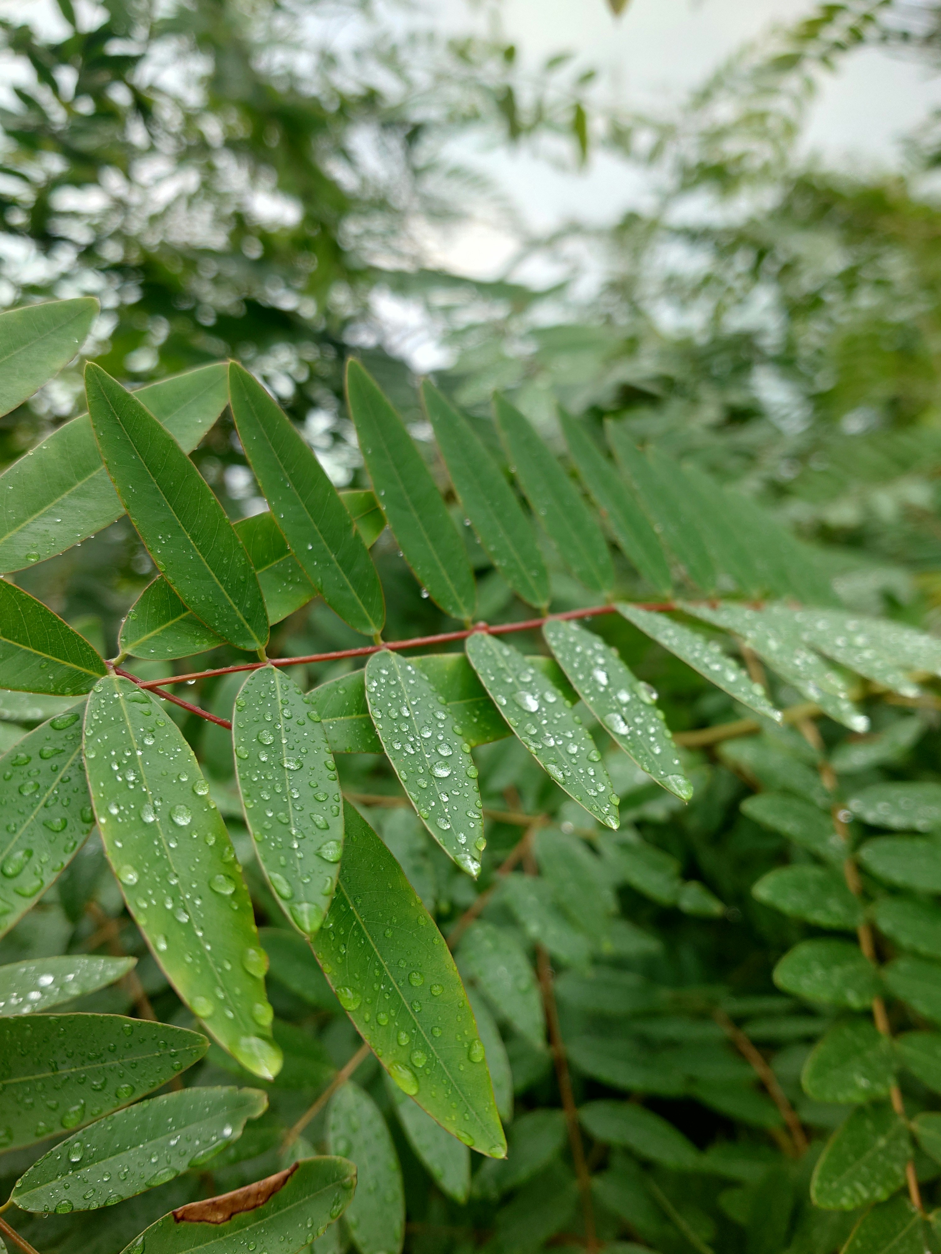 Droplets of Nature | Raindrops cling to green leaves.