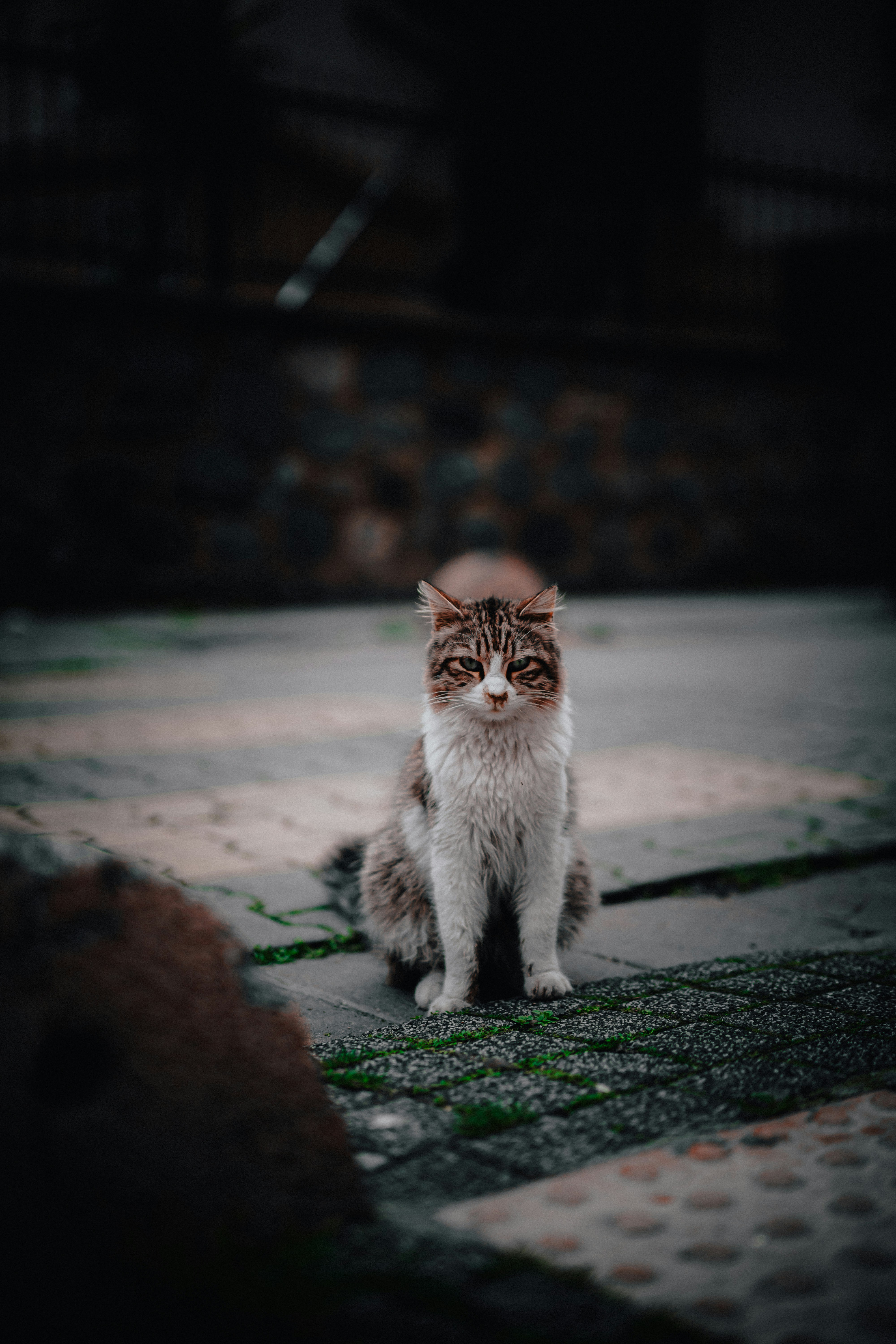 Whiskered Guardian of the Paved Path