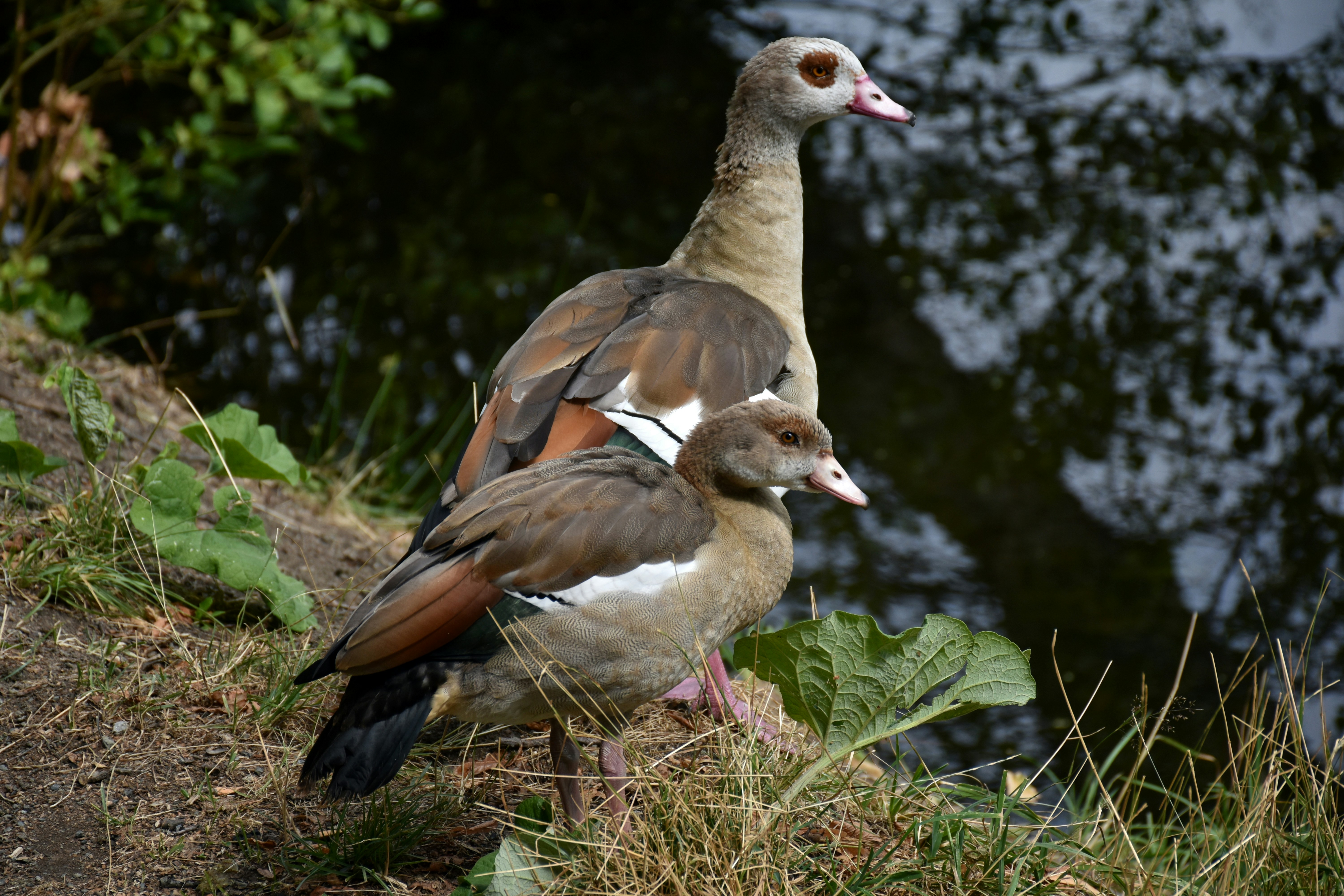 Animal kingdom (Nature) | Two egyptian geese stand on a riverbank.