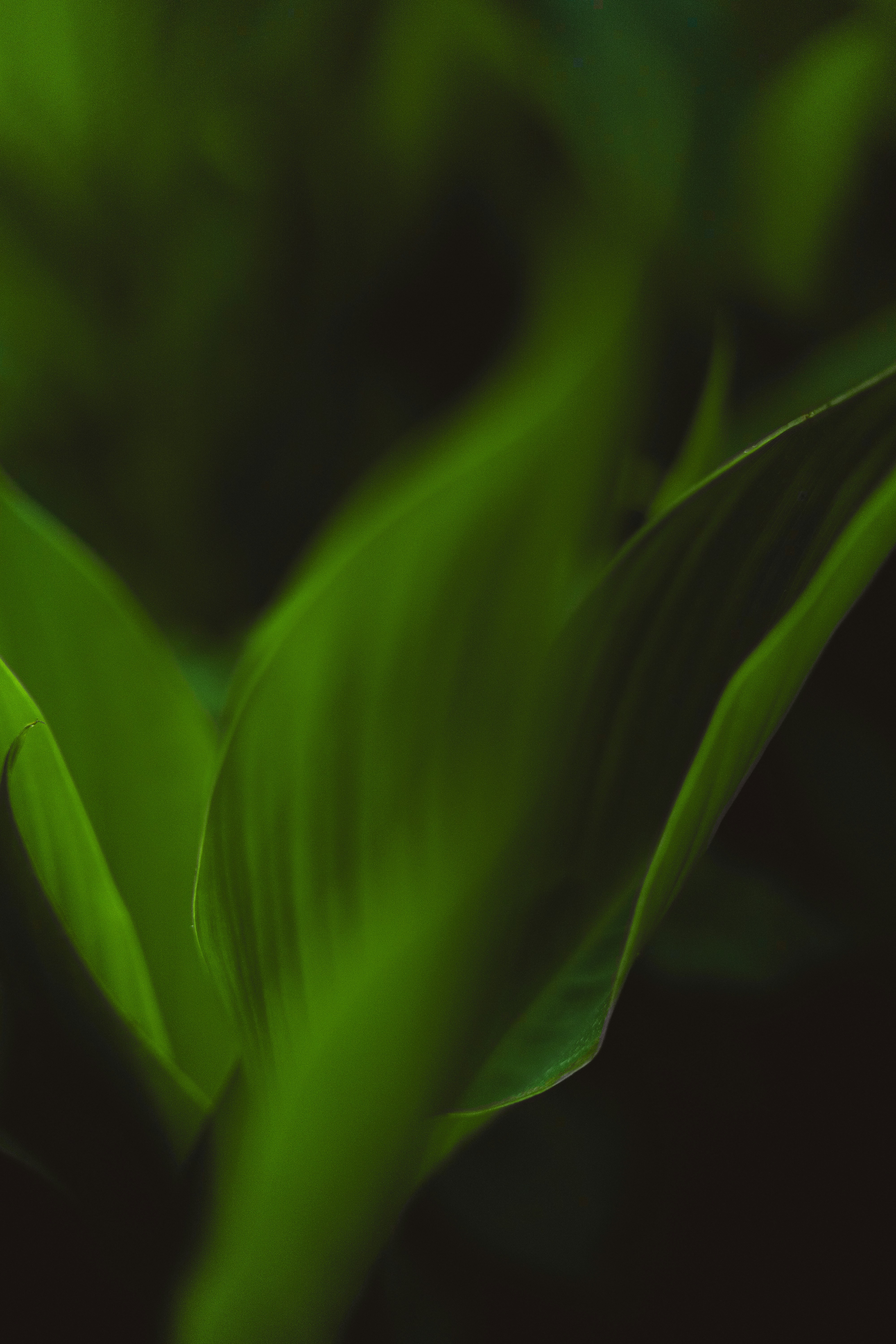 Close-up of vibrant green leaves with intricate textures, showcasing the beauty of nature's design.