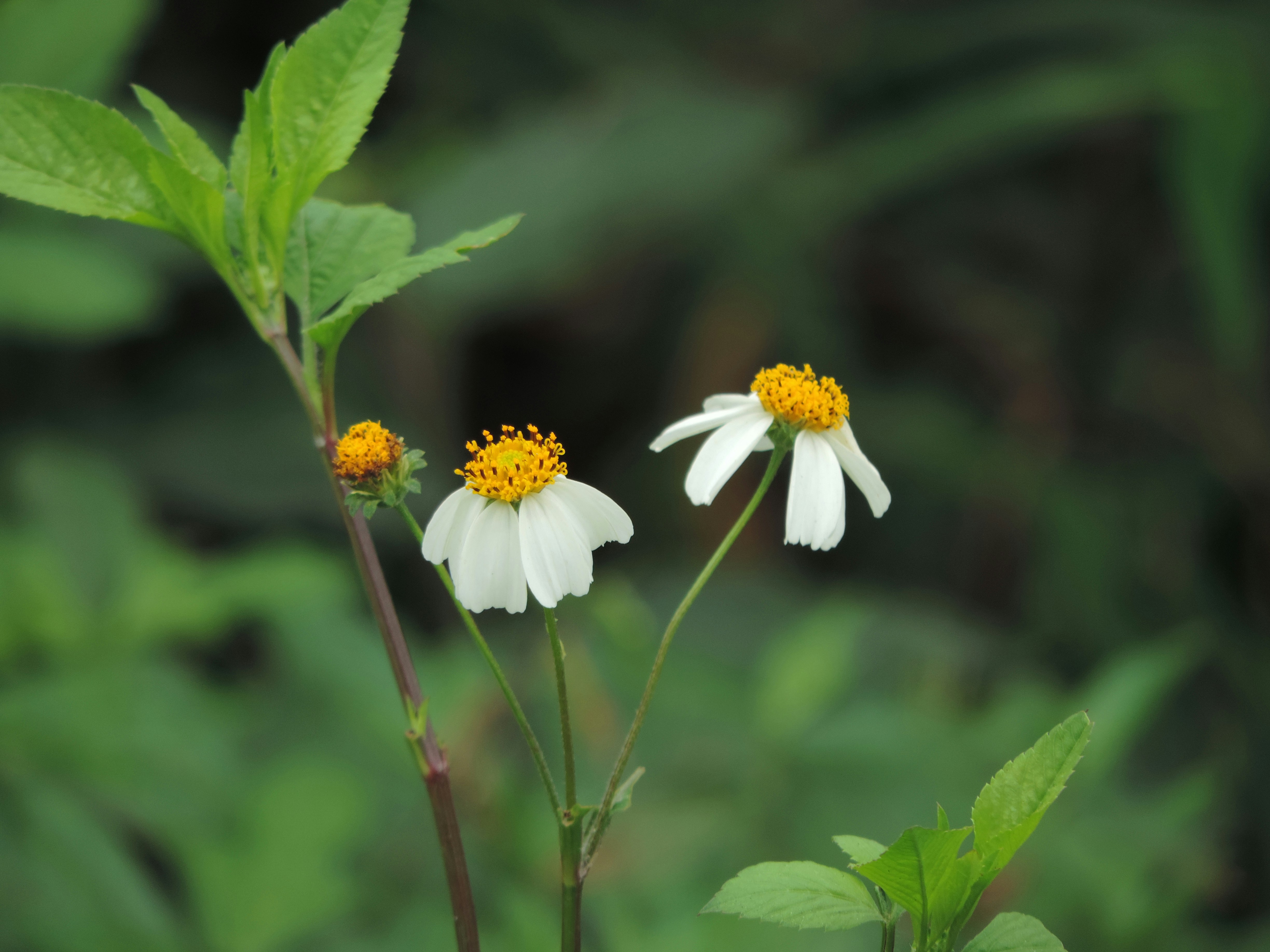 Whispers of Nature: The Delicate Dance of Wildflowers