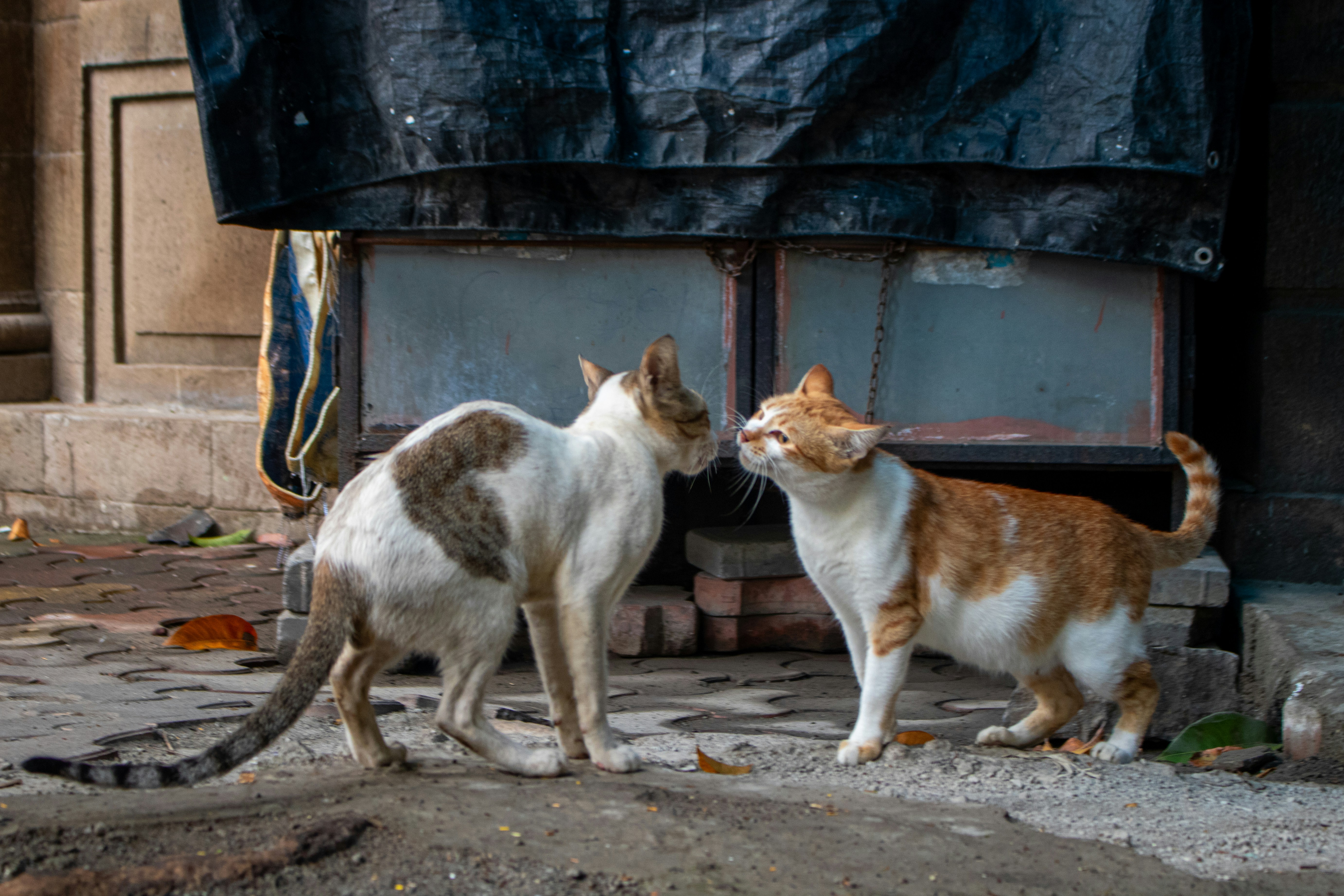 two cats in love | Two cats are touching noses.