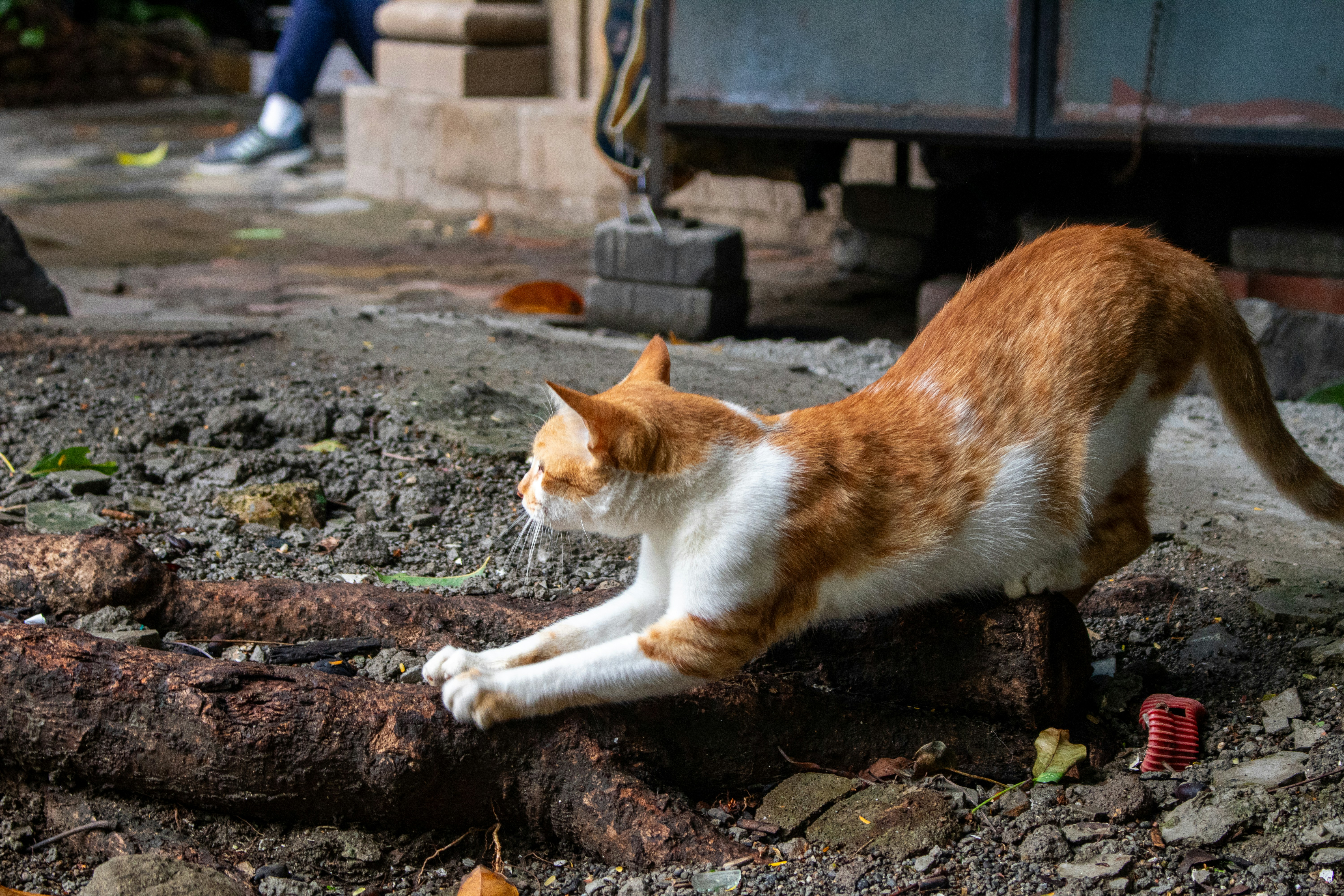 A close-up shot of an orange and white stray cat stretching lazily on the road. Its body arches in a perfect curve as it prepares to move, with tiny street details adding texture and mood to the frame. | A cat stretches its back outdoors.