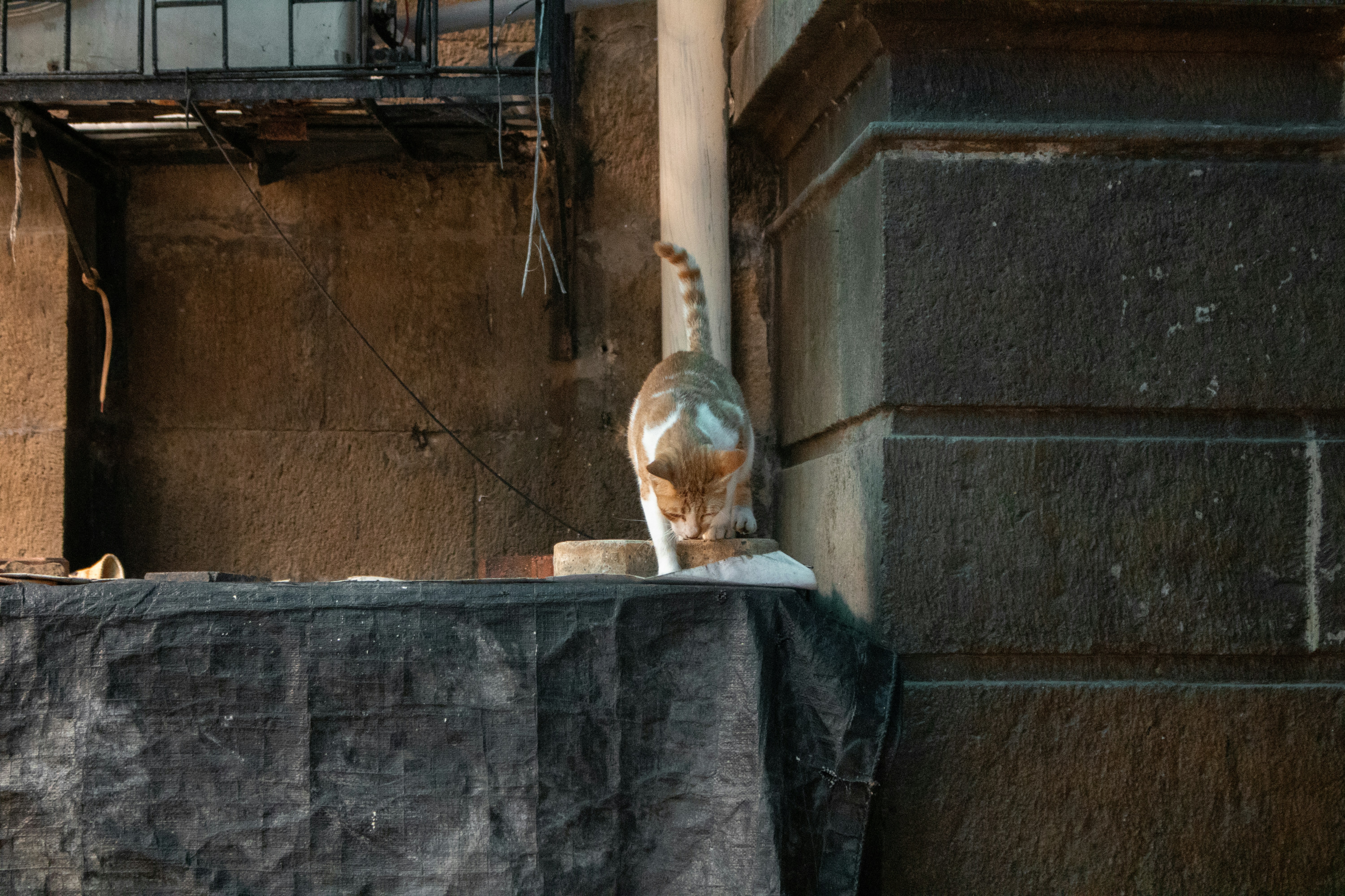 An orange and white stray cat carefully descends from a ledge in an urban alleyway, surrounded by textured stone walls and exposed wiring. | A cat peeks around a corner.