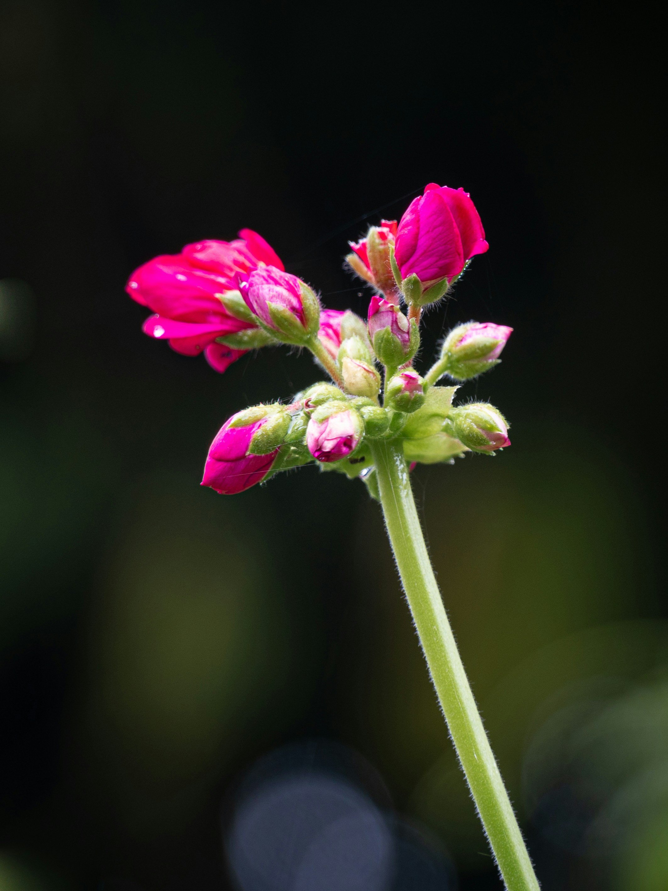 Pink geranium flowers bloom on a stem.