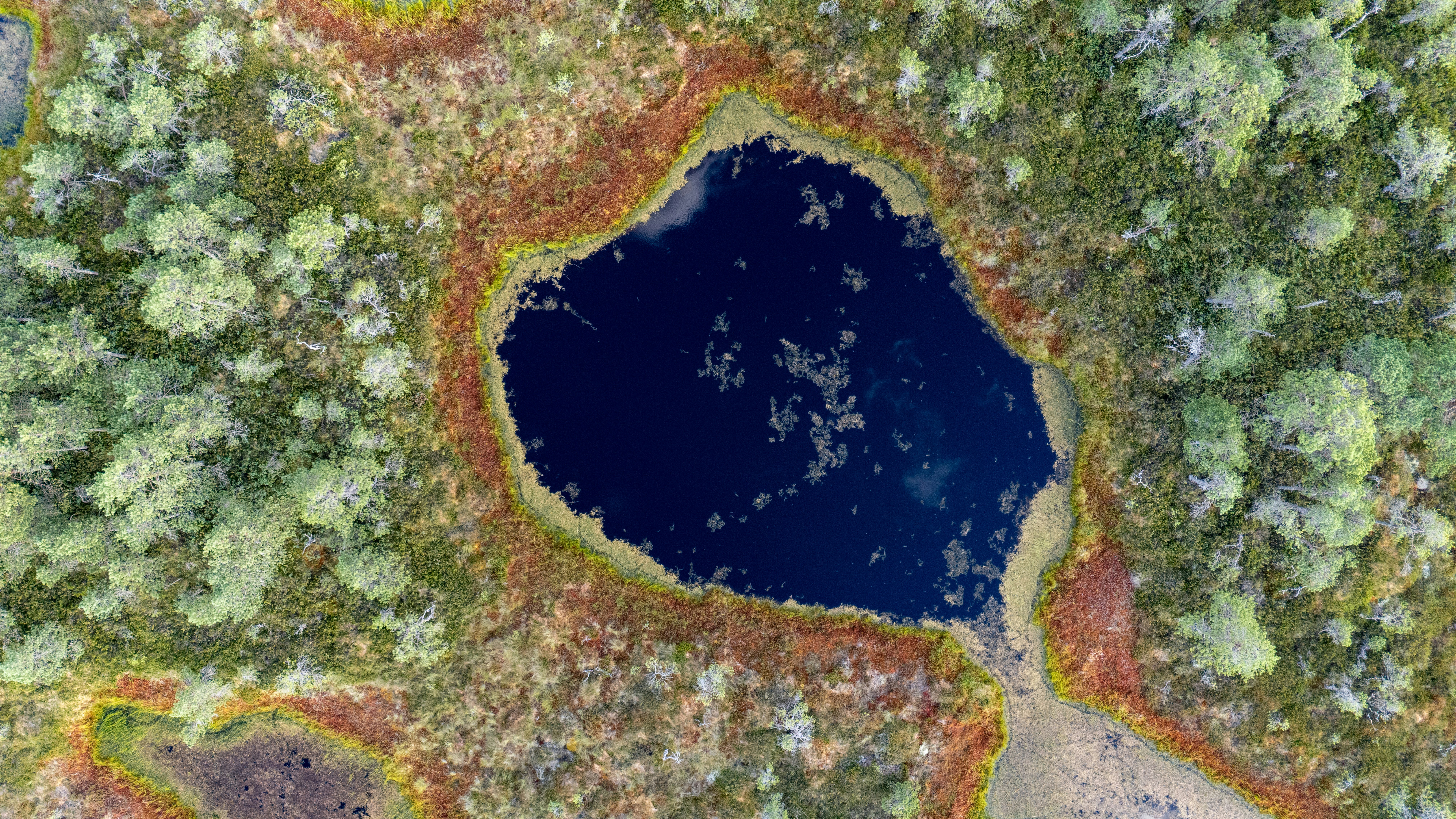 A dark pond surrounded by lush vegetation.