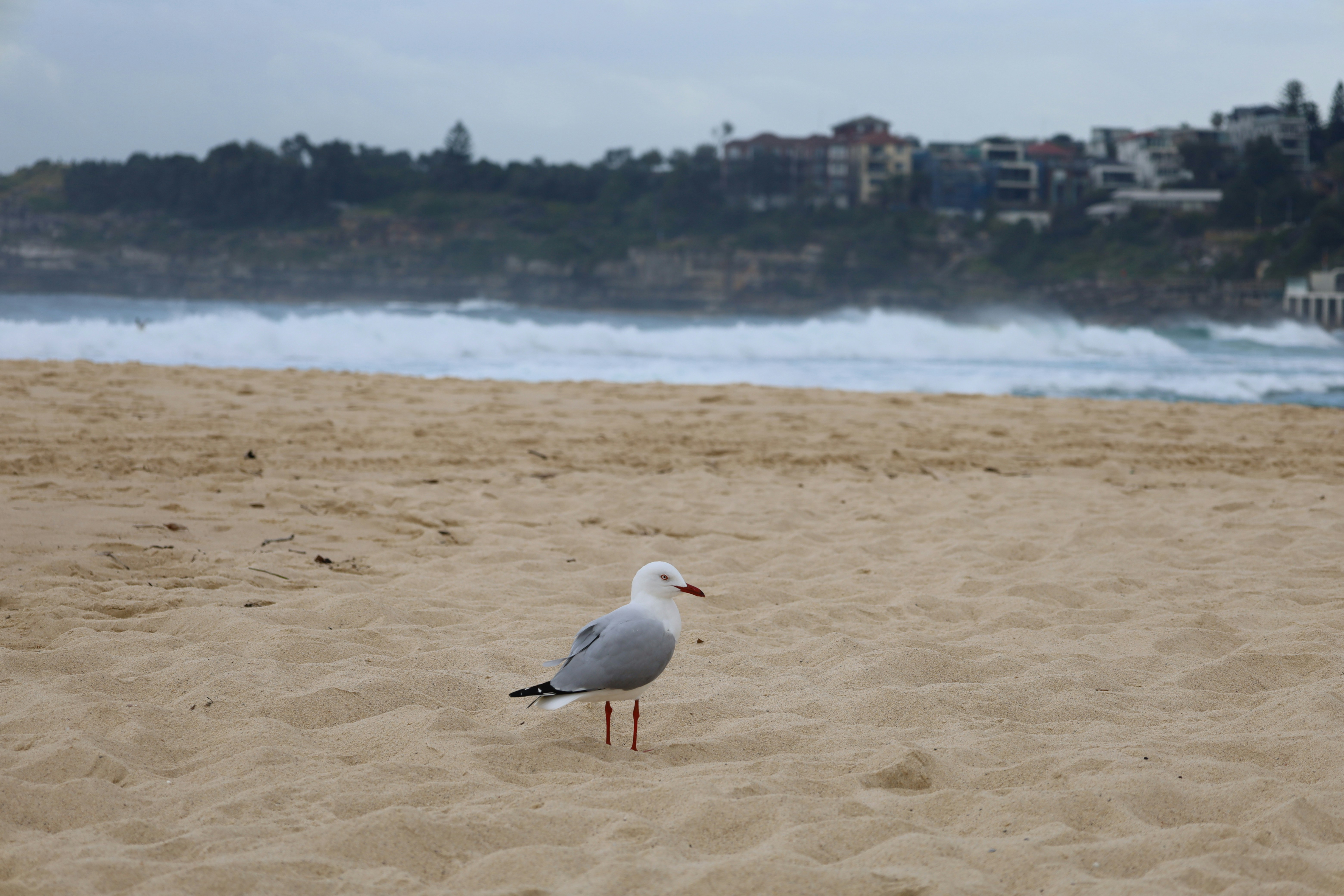 Seagull's Solitude on the Shoreline