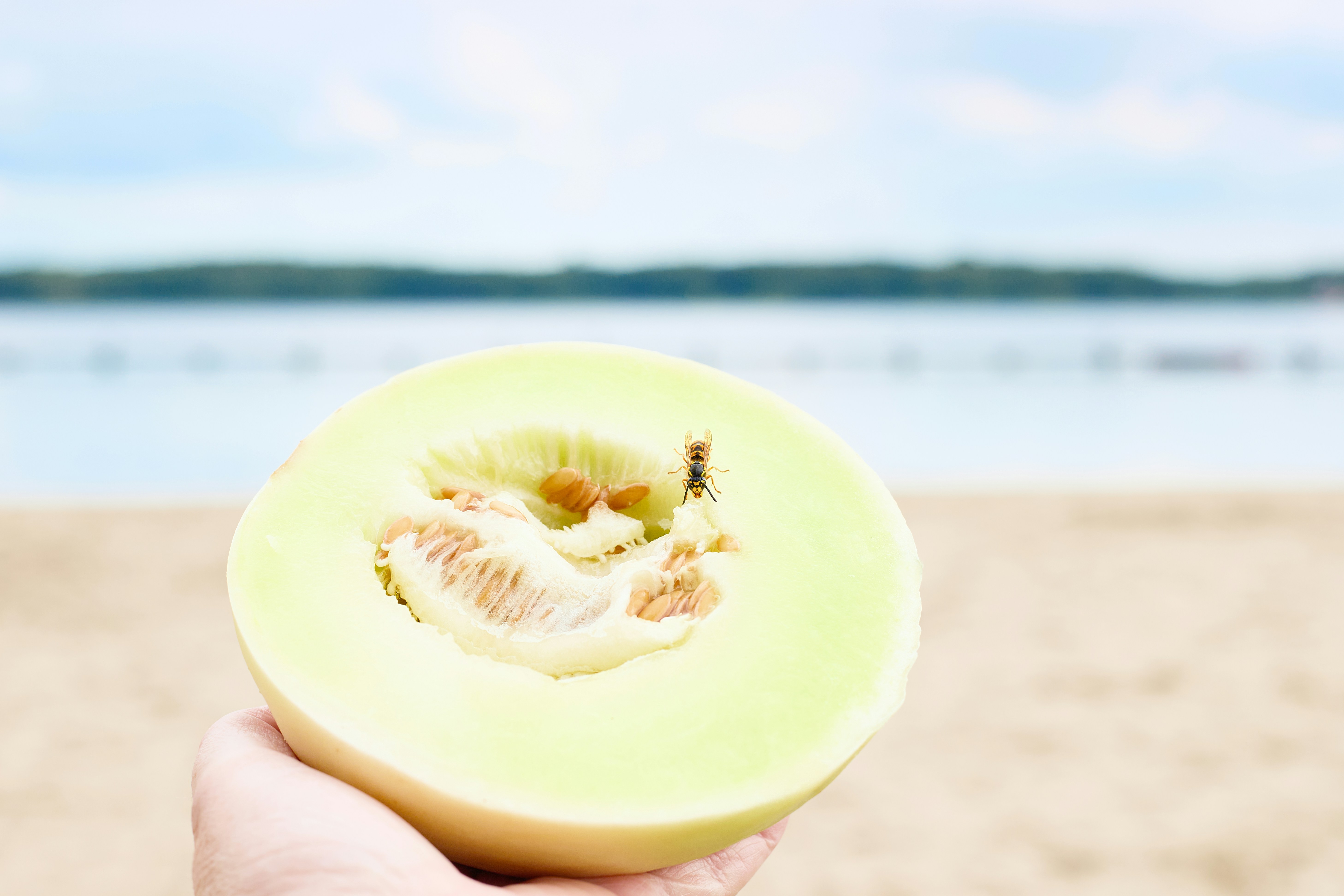 A hand holds half a honeydew melon with visible seeds. A wasp is perched on the melon’s flesh. The background features a sandy beach and a calm lake under a bright sky, evoking a summery outdoor setting. | A hand holds a cut melon at the beach.