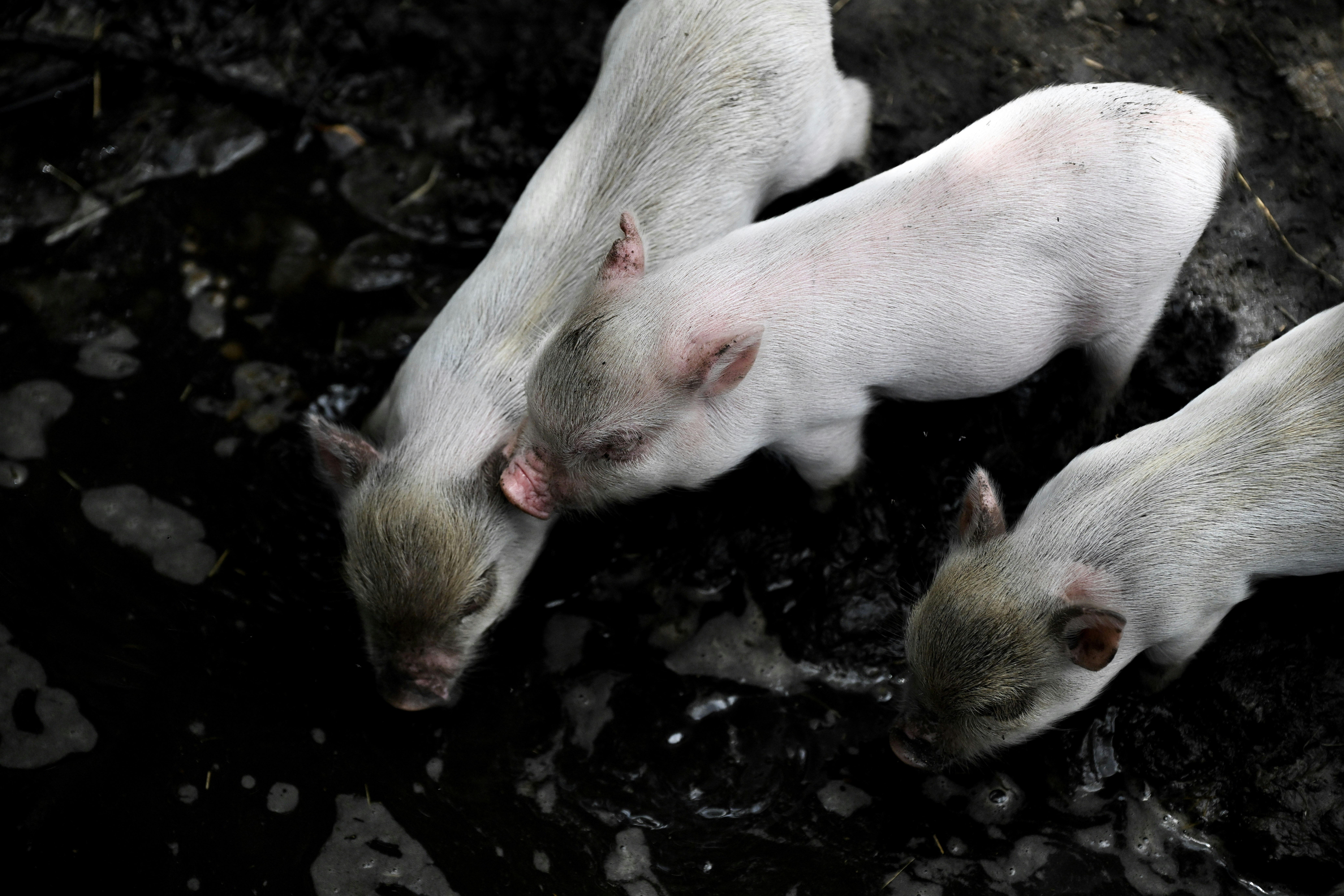 Curious Piglets at Play