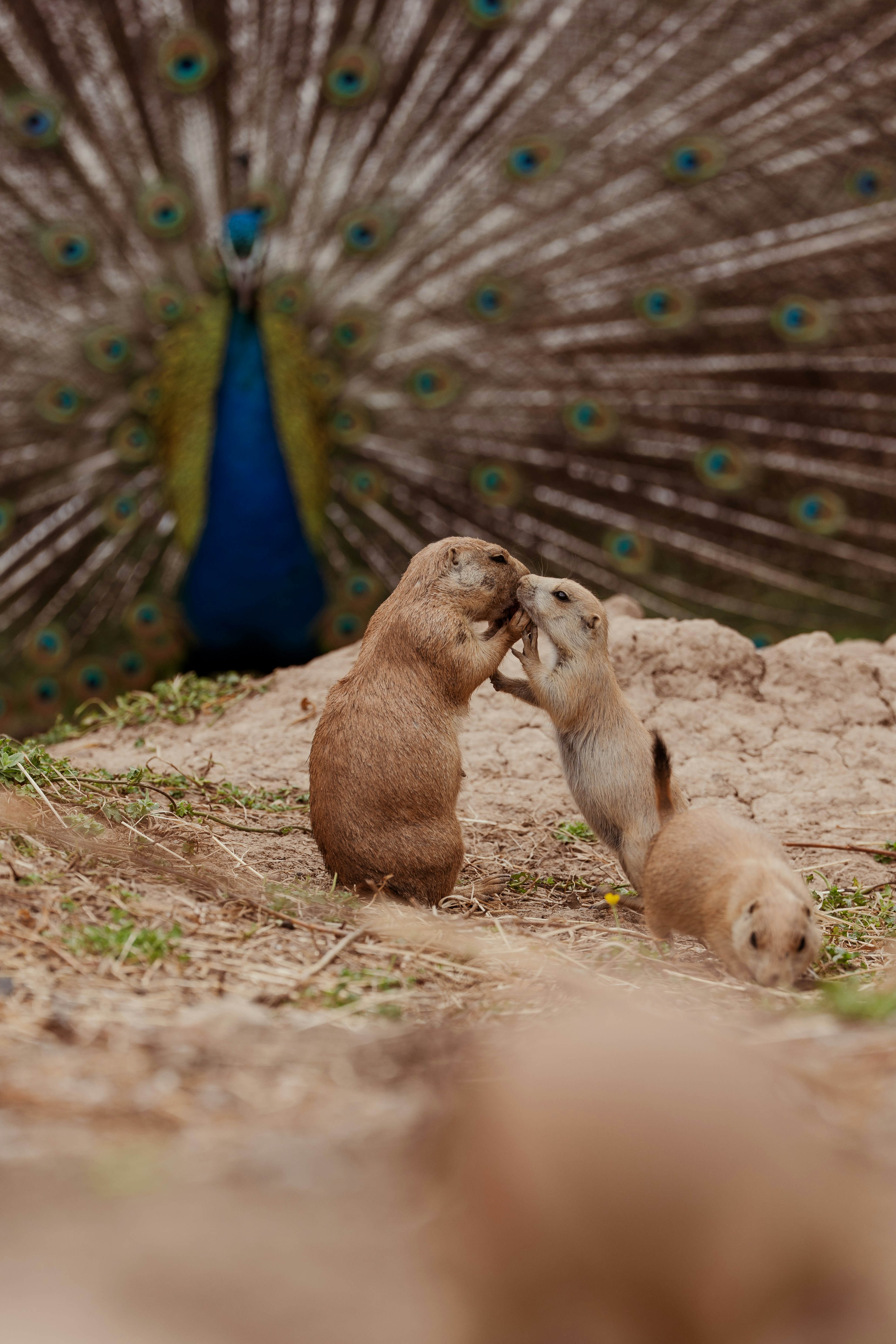 Two prairie dogs share a tender moment while a peacock displays its vibrant feathers in the background — a heartwarming and colorful glimpse into wildlife interactions. | Peacock and prairie dogs.