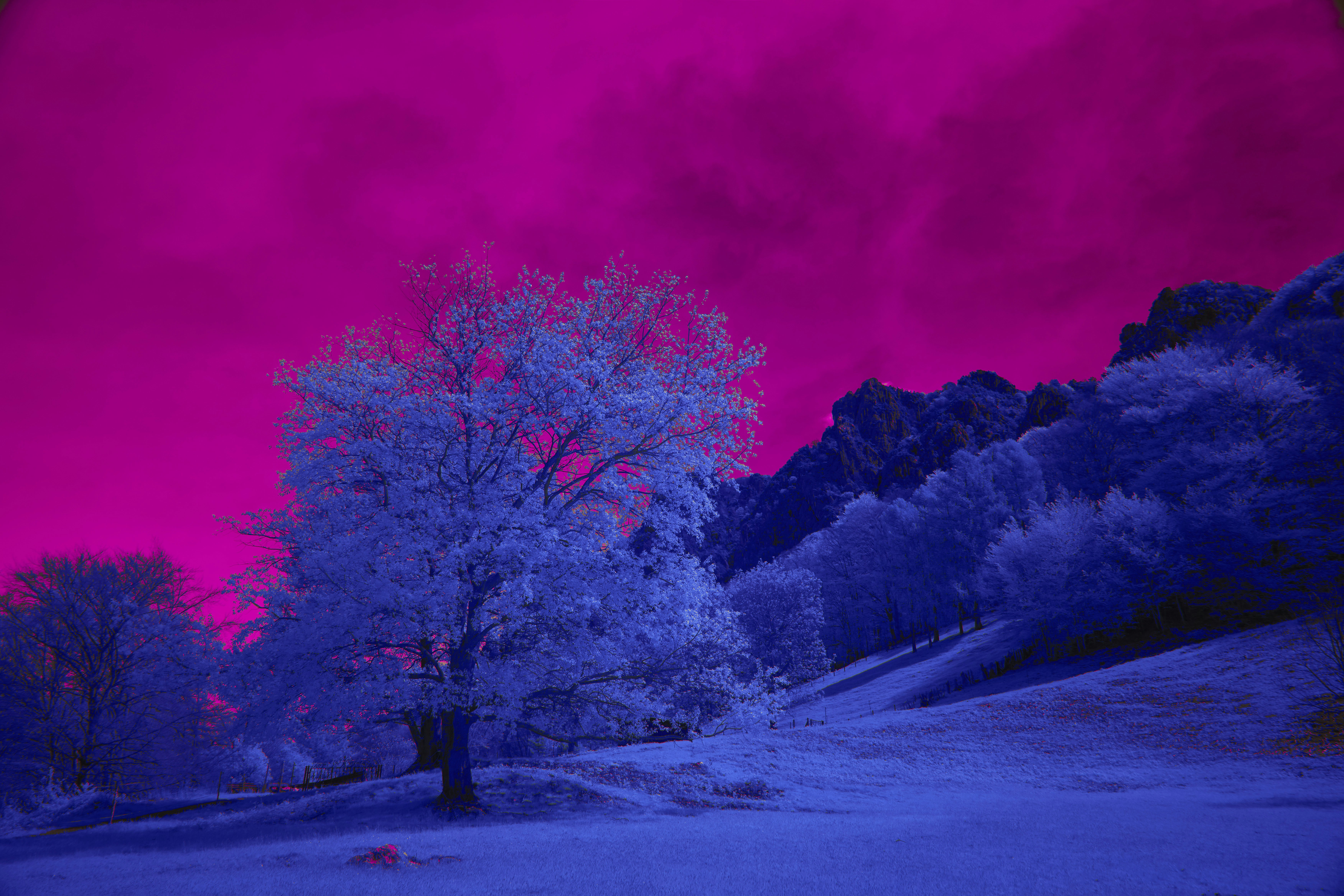Trees and a mountain are bathed in pink and blue.