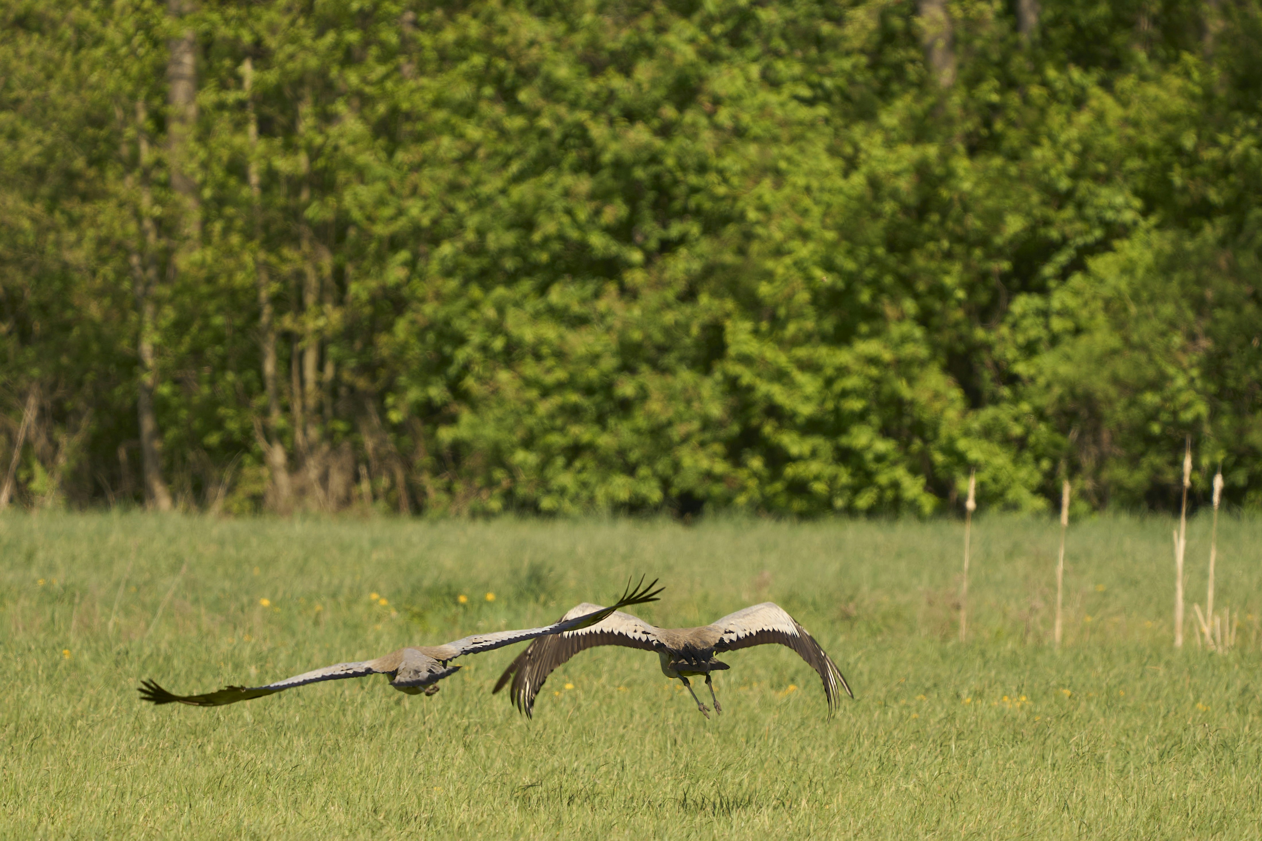 Two cranes soaring through a lush green field under a clear sky. Their wings are spread wide, showcasing their elegant flight.