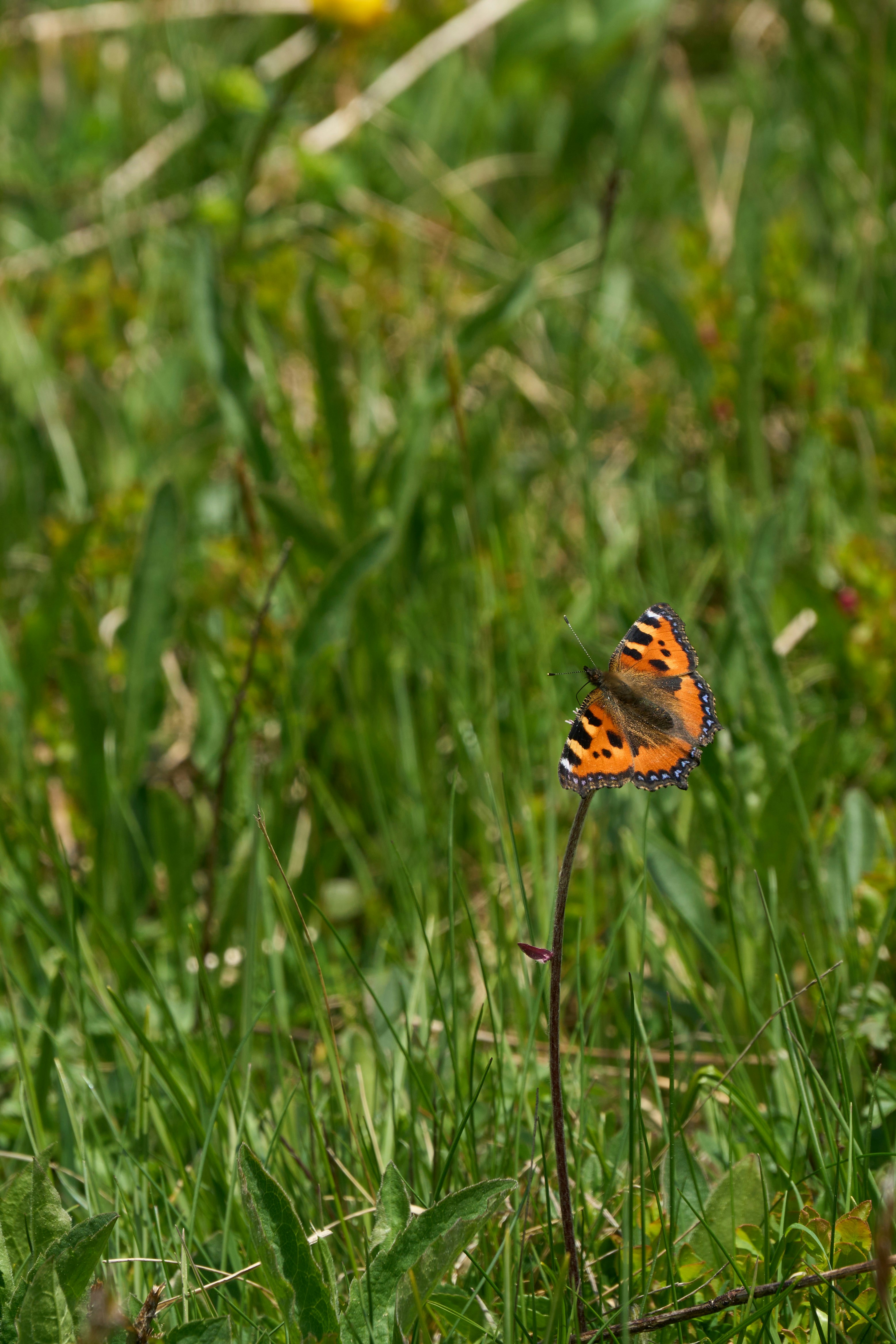 Meadow Sentinel: a bright butterfly clings to a reed in soft focus