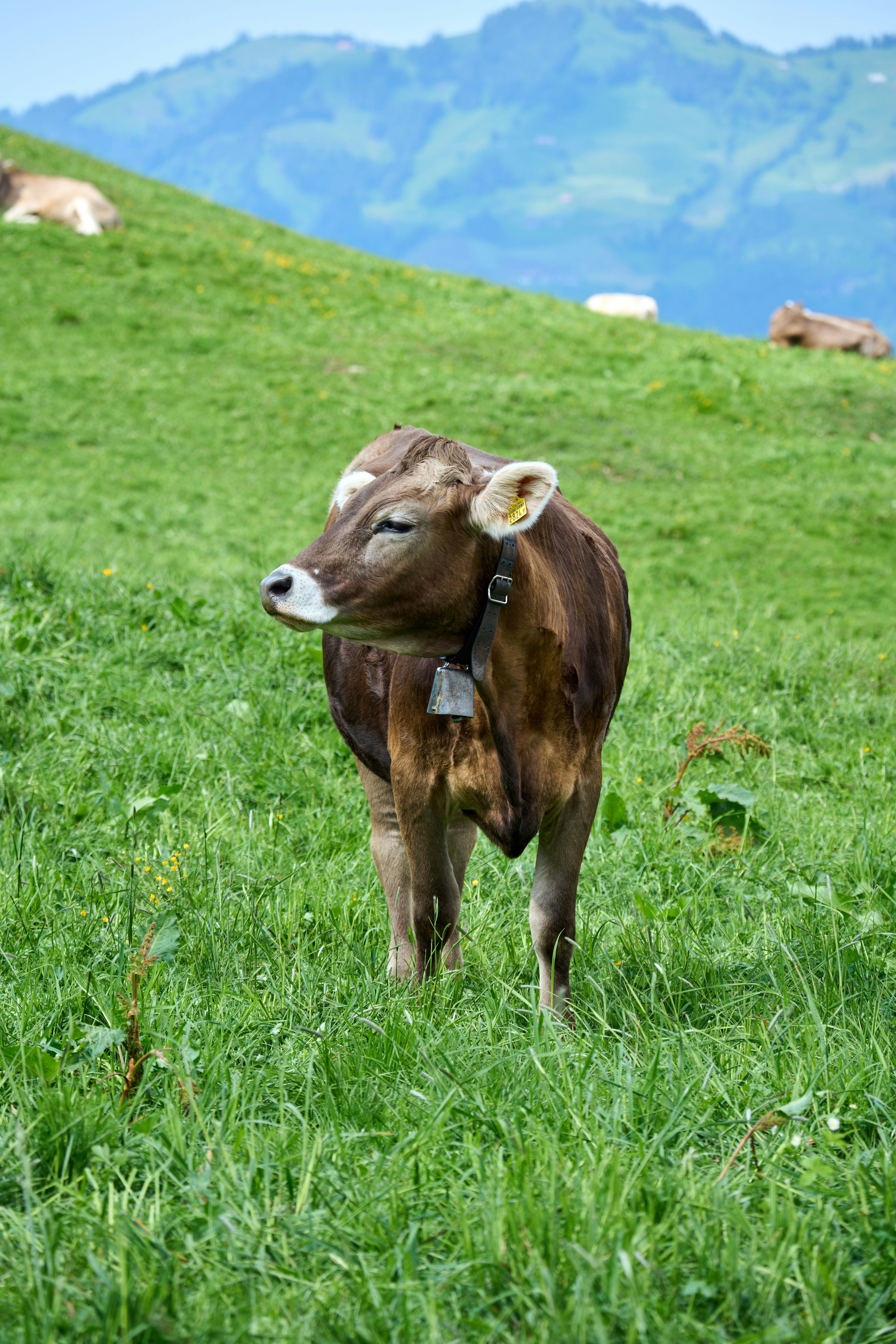 Serene Moments in Pastoral Bliss