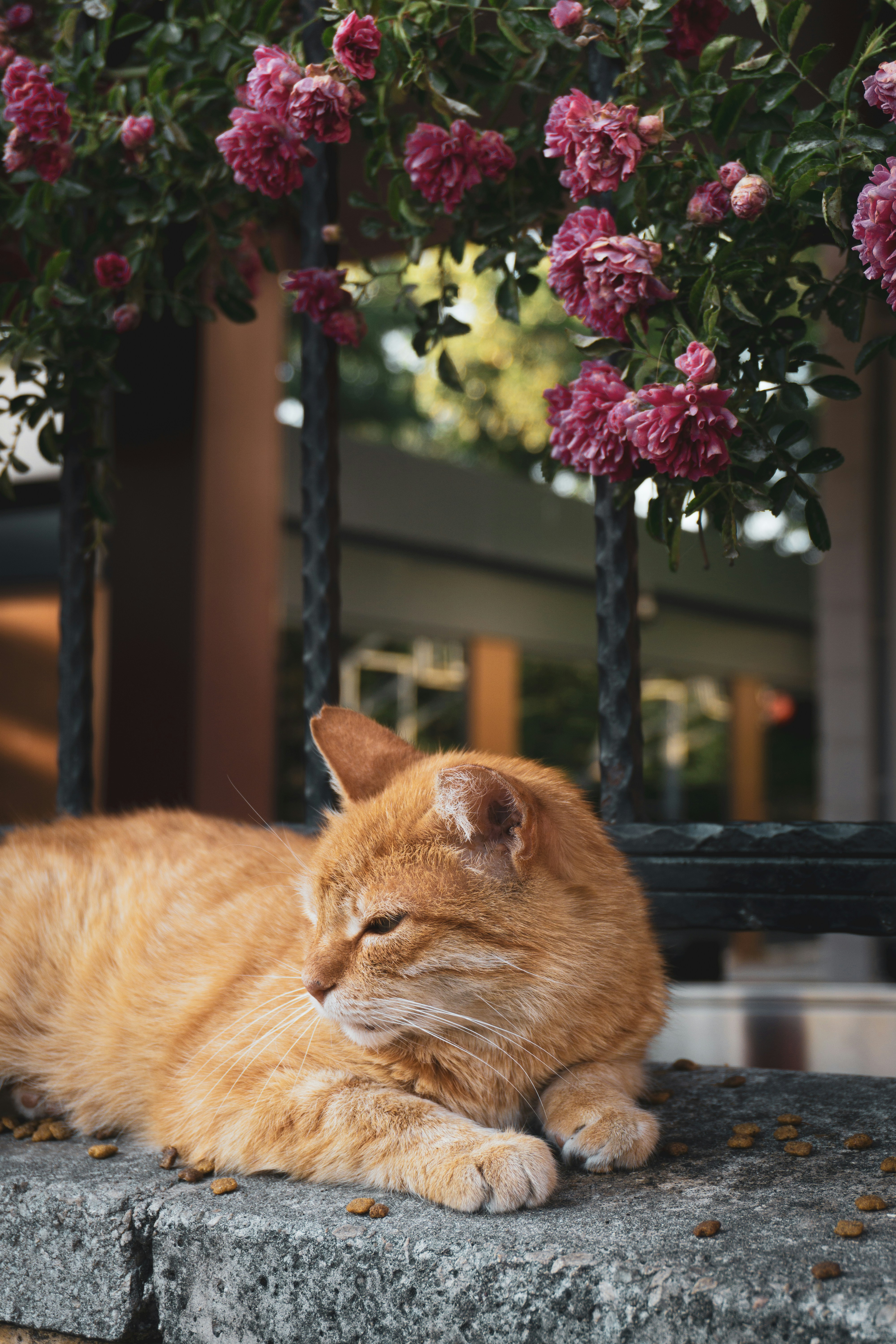 A cat lounges near pink flowers.