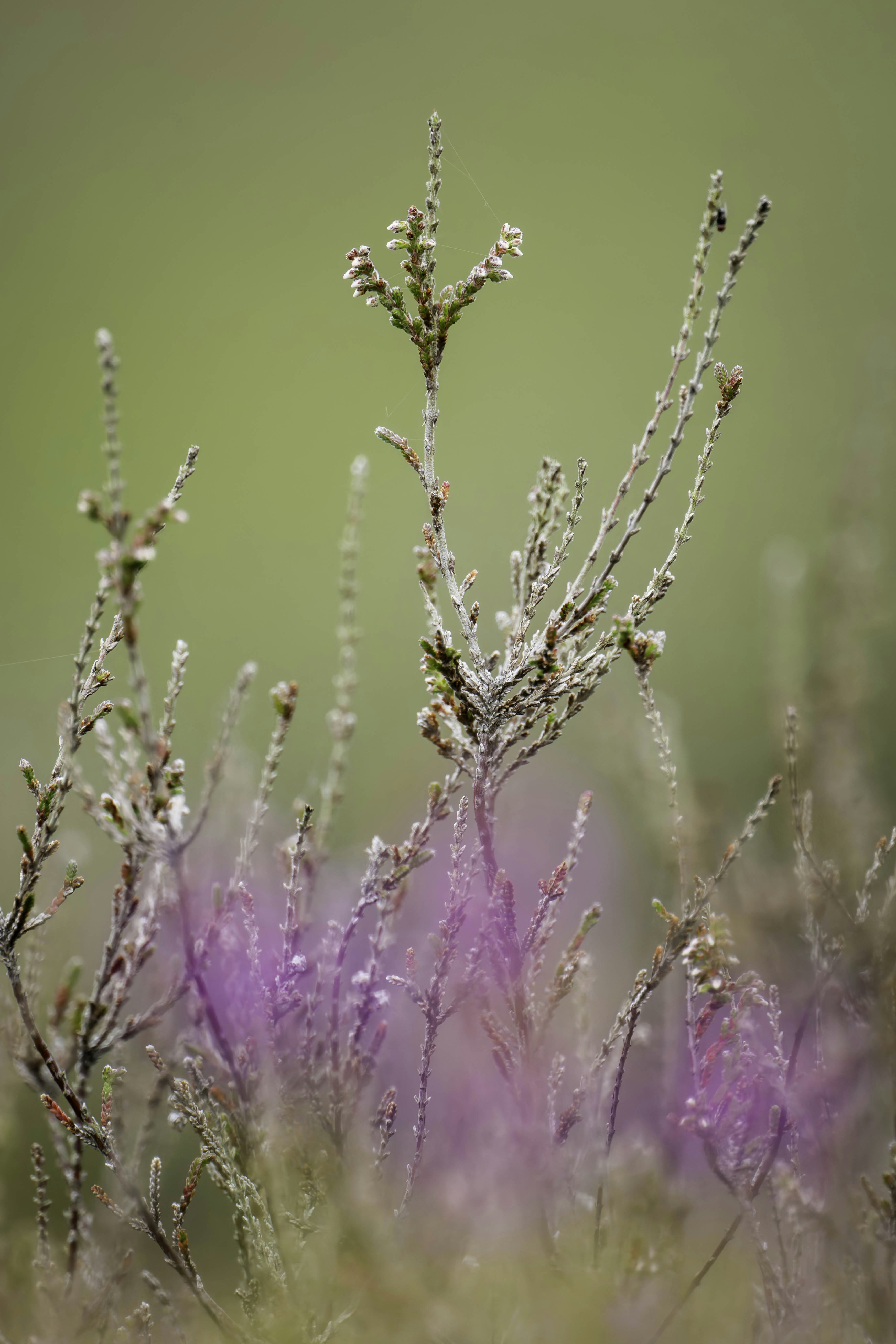 Heather plants are shown in a blurred landscape. photo – Free Image on ...