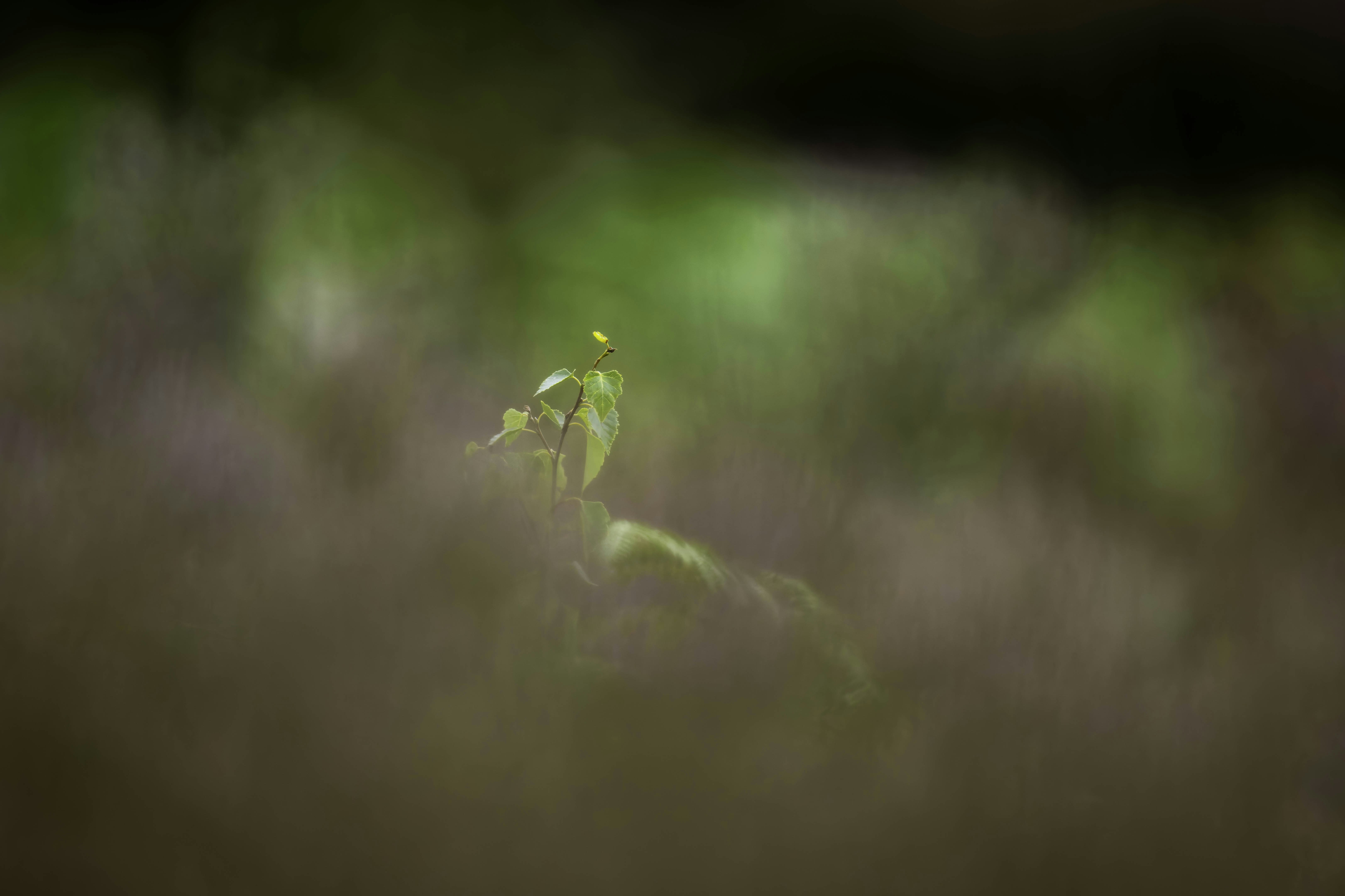 A solitary green leaf with a small yellow flower stands out amidst a blurred background of foliage, symbolizing resilience in nature.