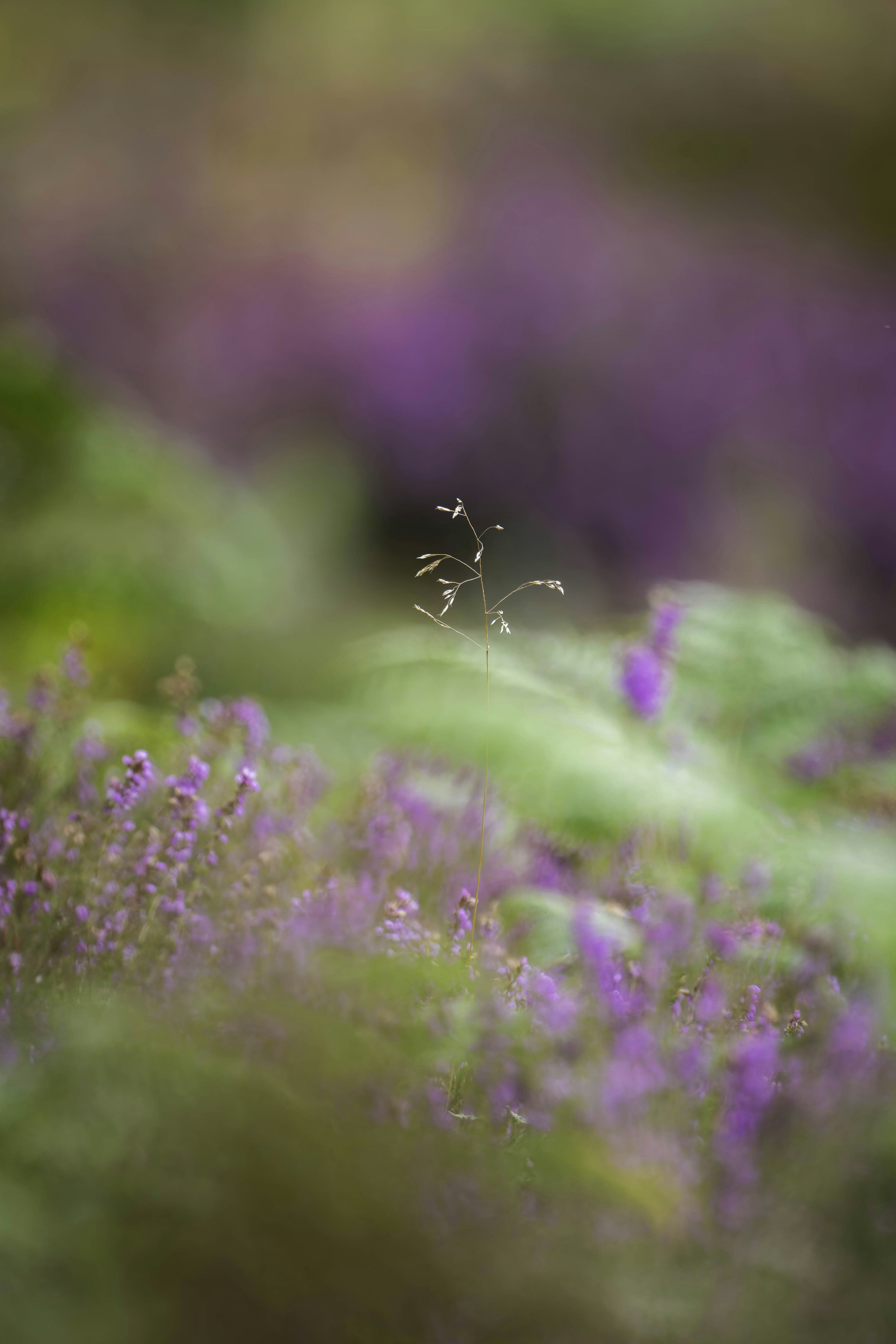 Purple wildflowers in a blurred, natural landscape.
