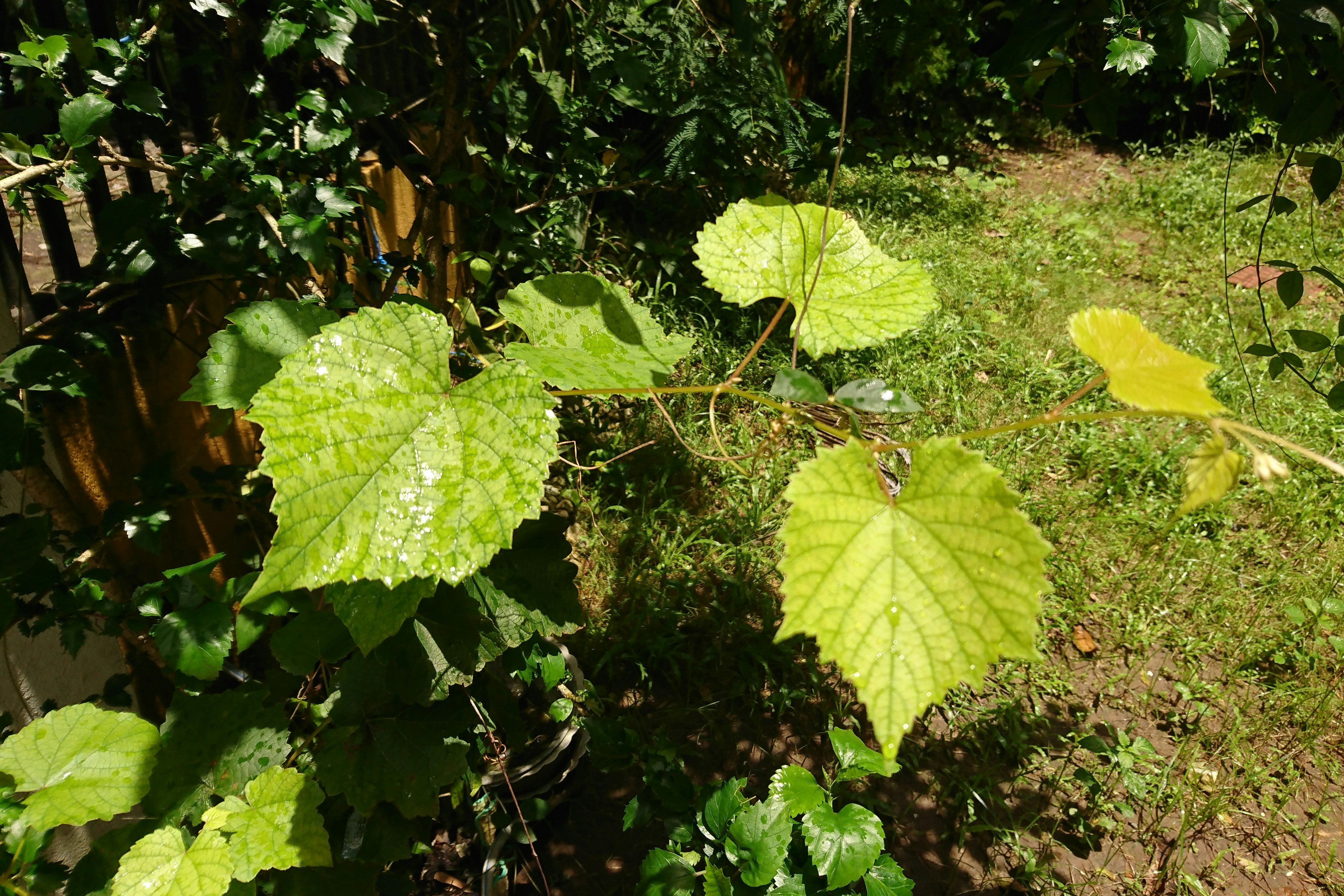 Grape leaves grow in a lush, green garden.