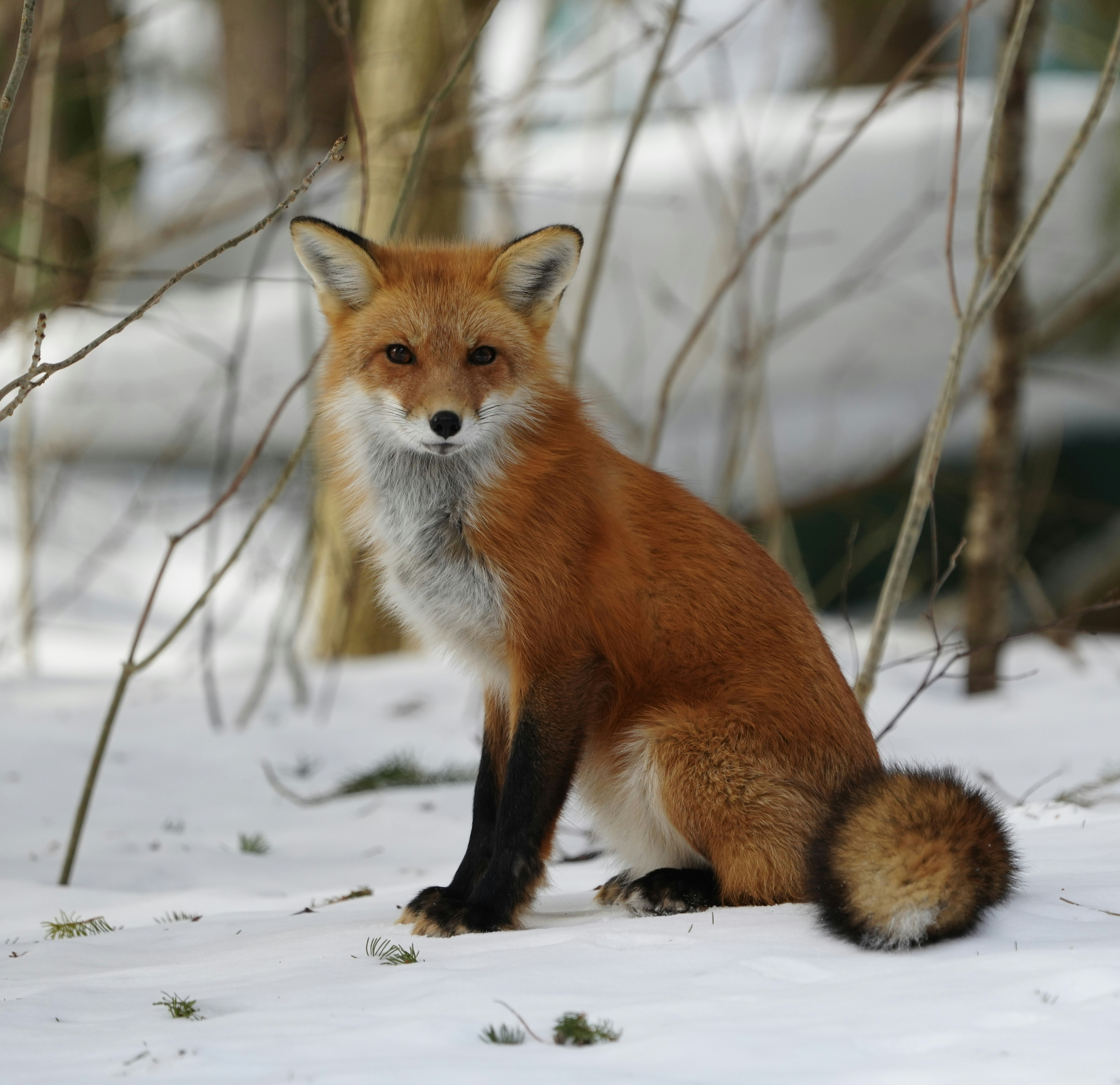 Grace in the wild, calm in the cold | A red fox is sitting elegantly in the snow.