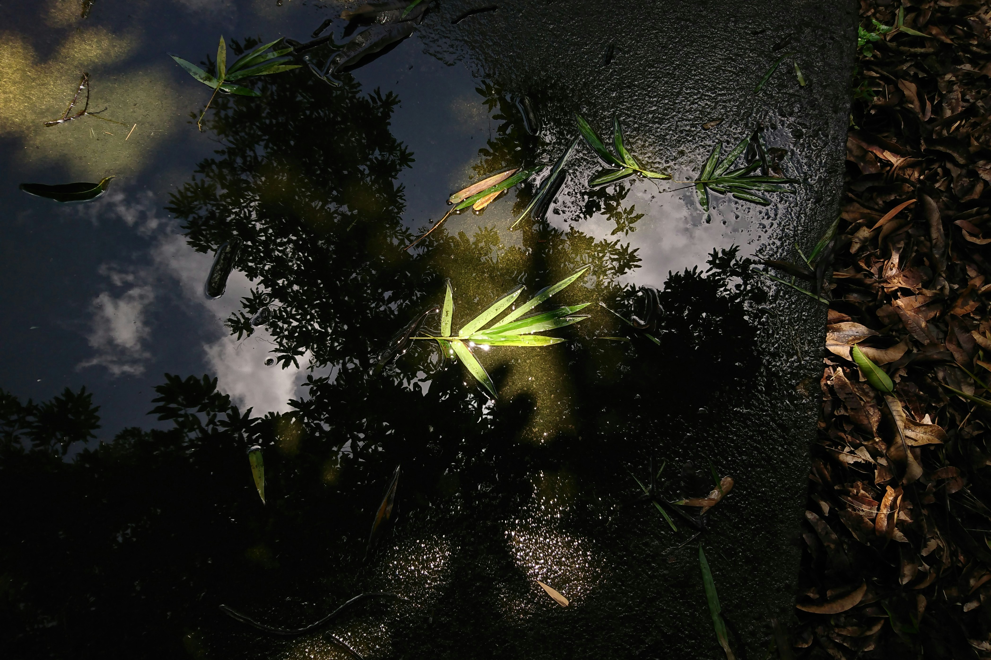 Sunlight filters through leaves, casting reflections in a puddle on a stone surface, capturing the interplay of light and nature.