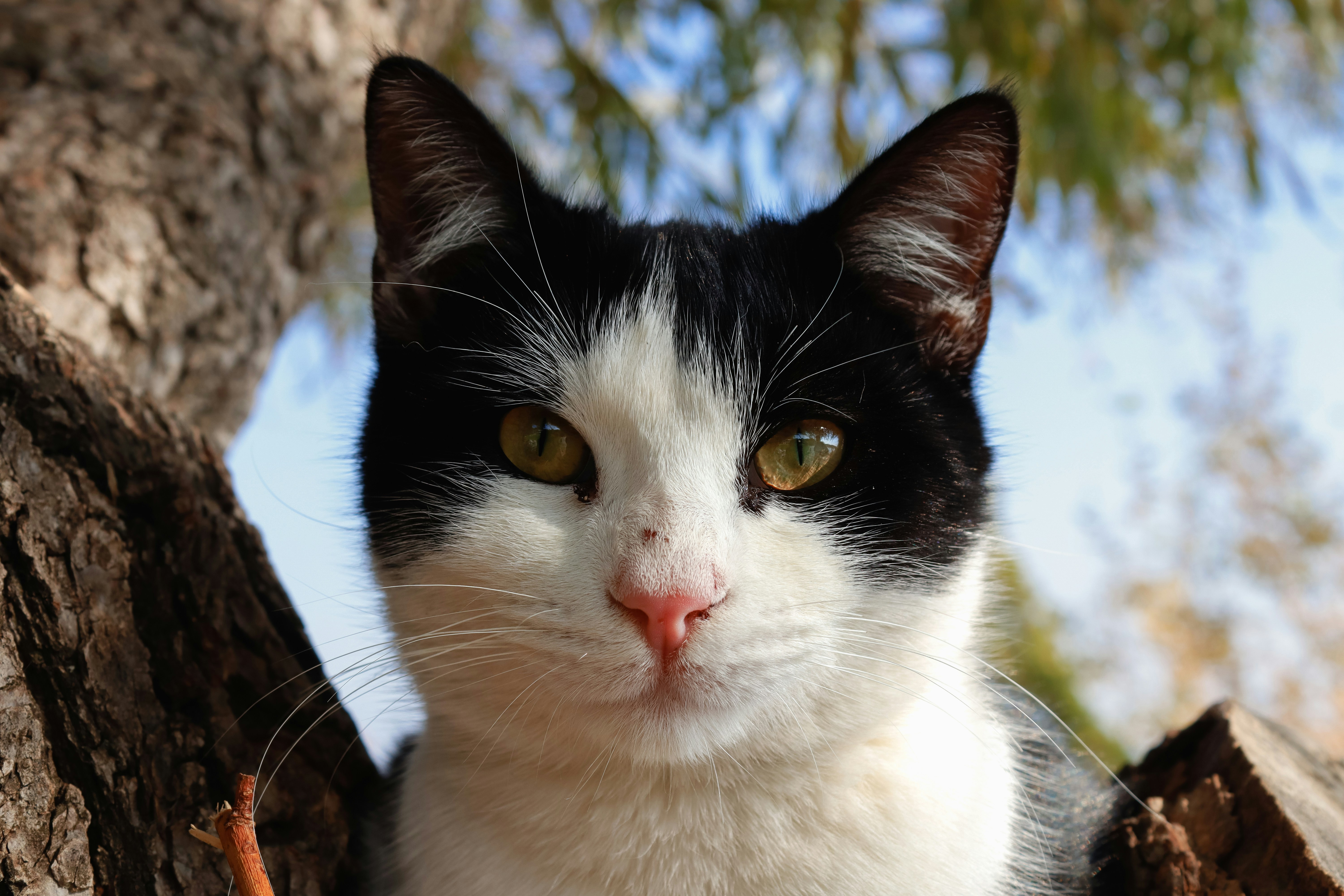 Whiskered Watcher: A Feline's Gaze