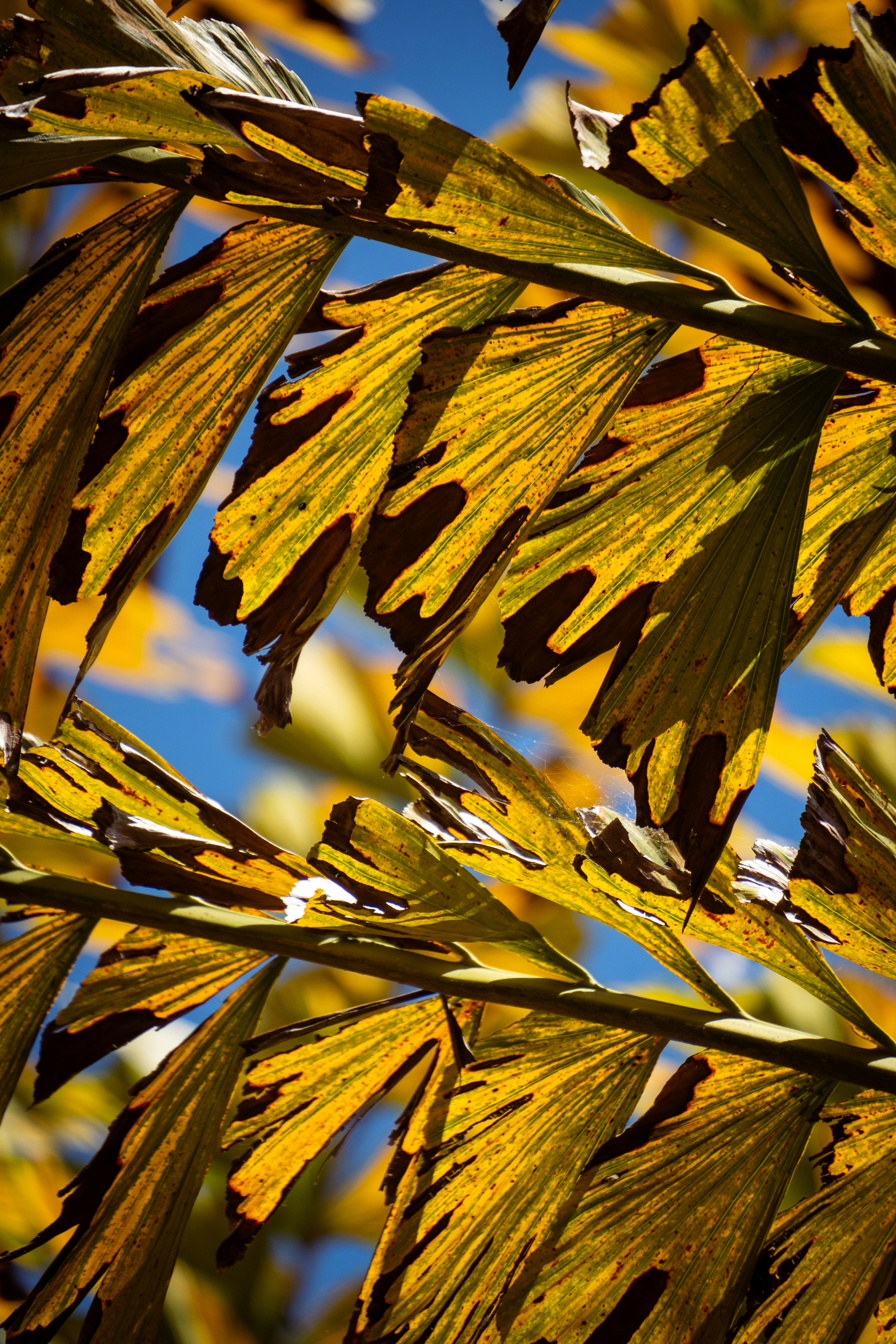 Golden Canopy: Nature's Intricate Patterns