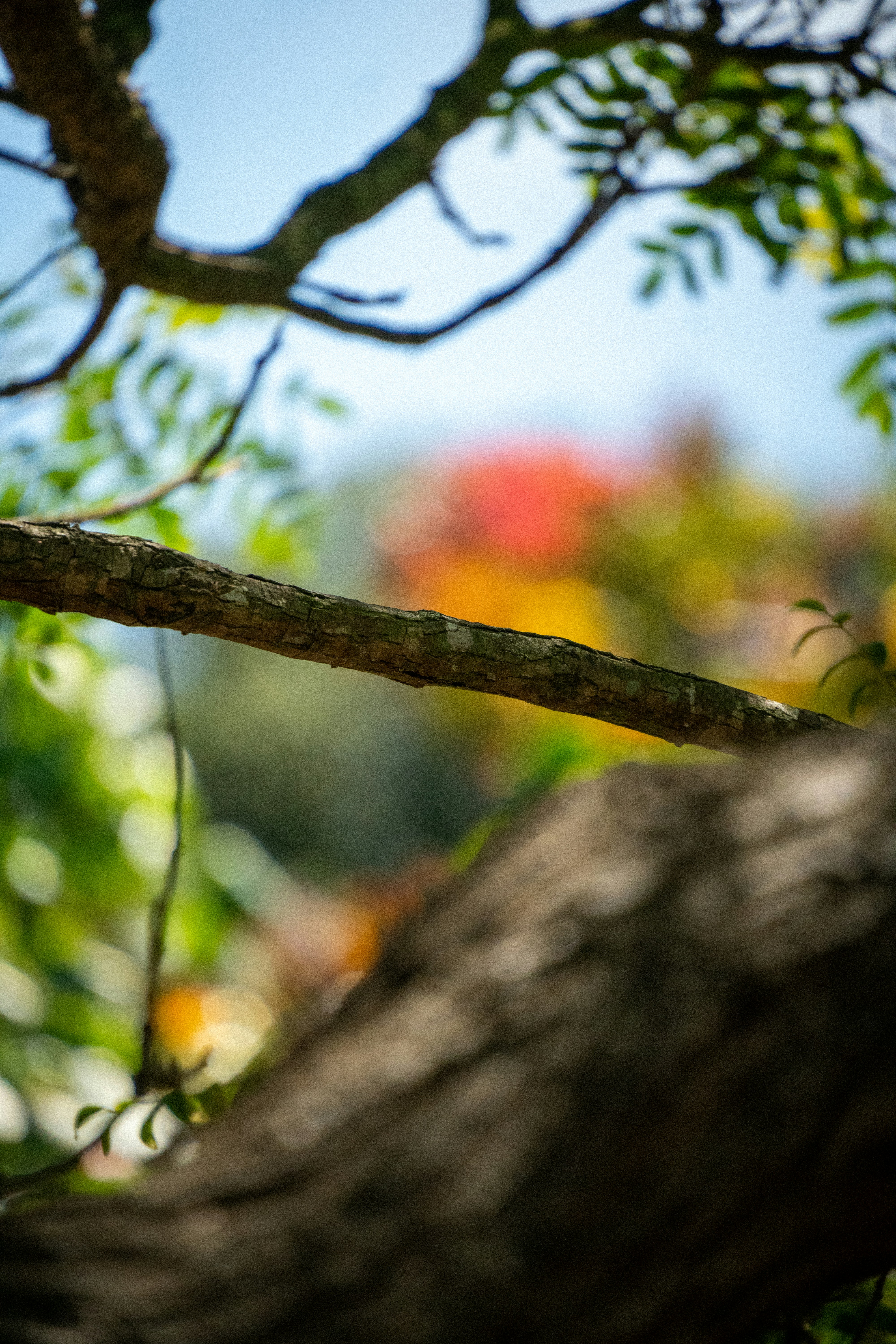 Branch Across the Frame: Autumn Blur in Focus
