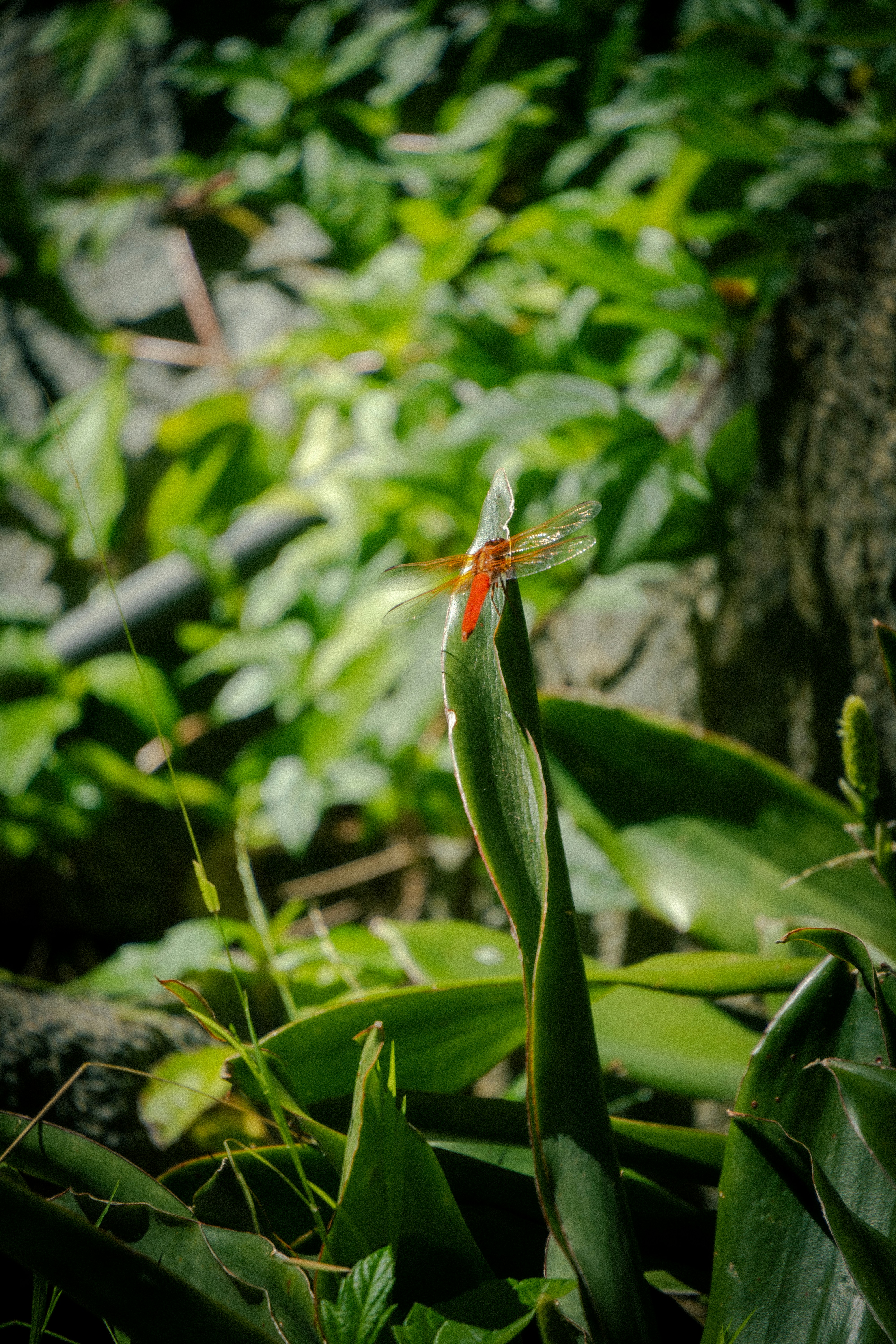 A Moment of Stillness: The Dragonfly's Perch